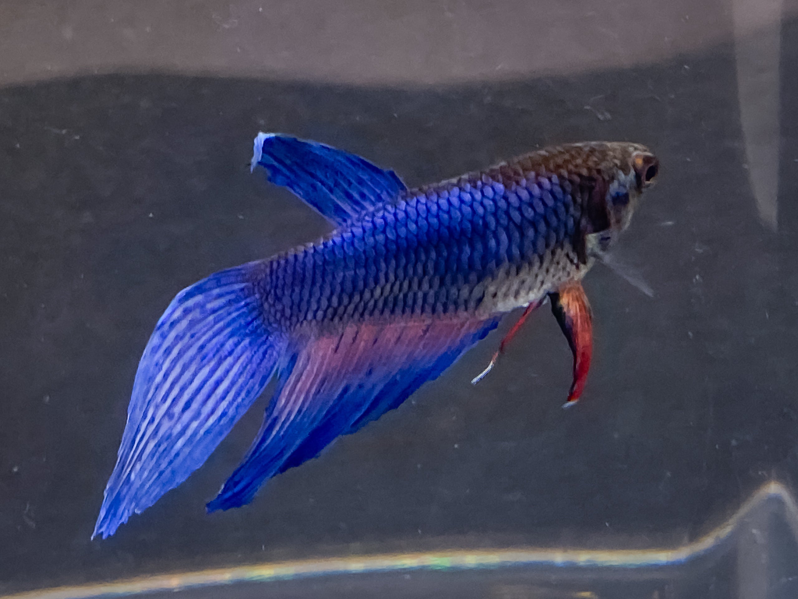 Royal Blue Longfin Female Betta | Fancy Fishes