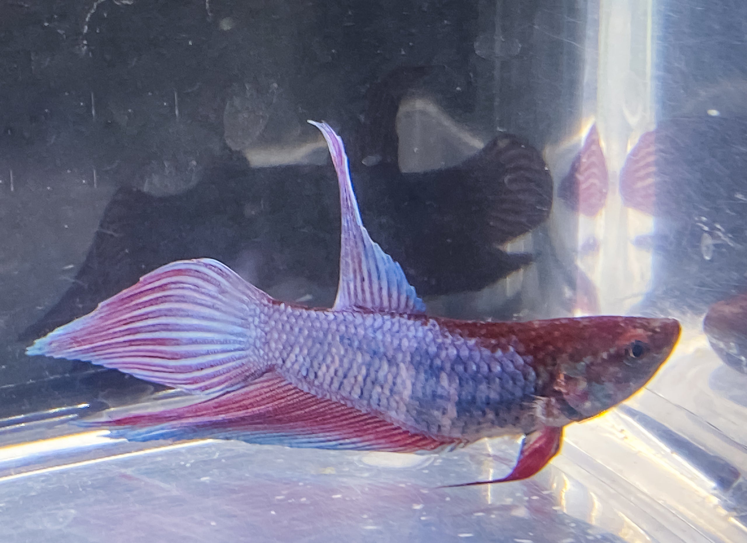 Lavender Longfin Female Betta | Fancy Fishes