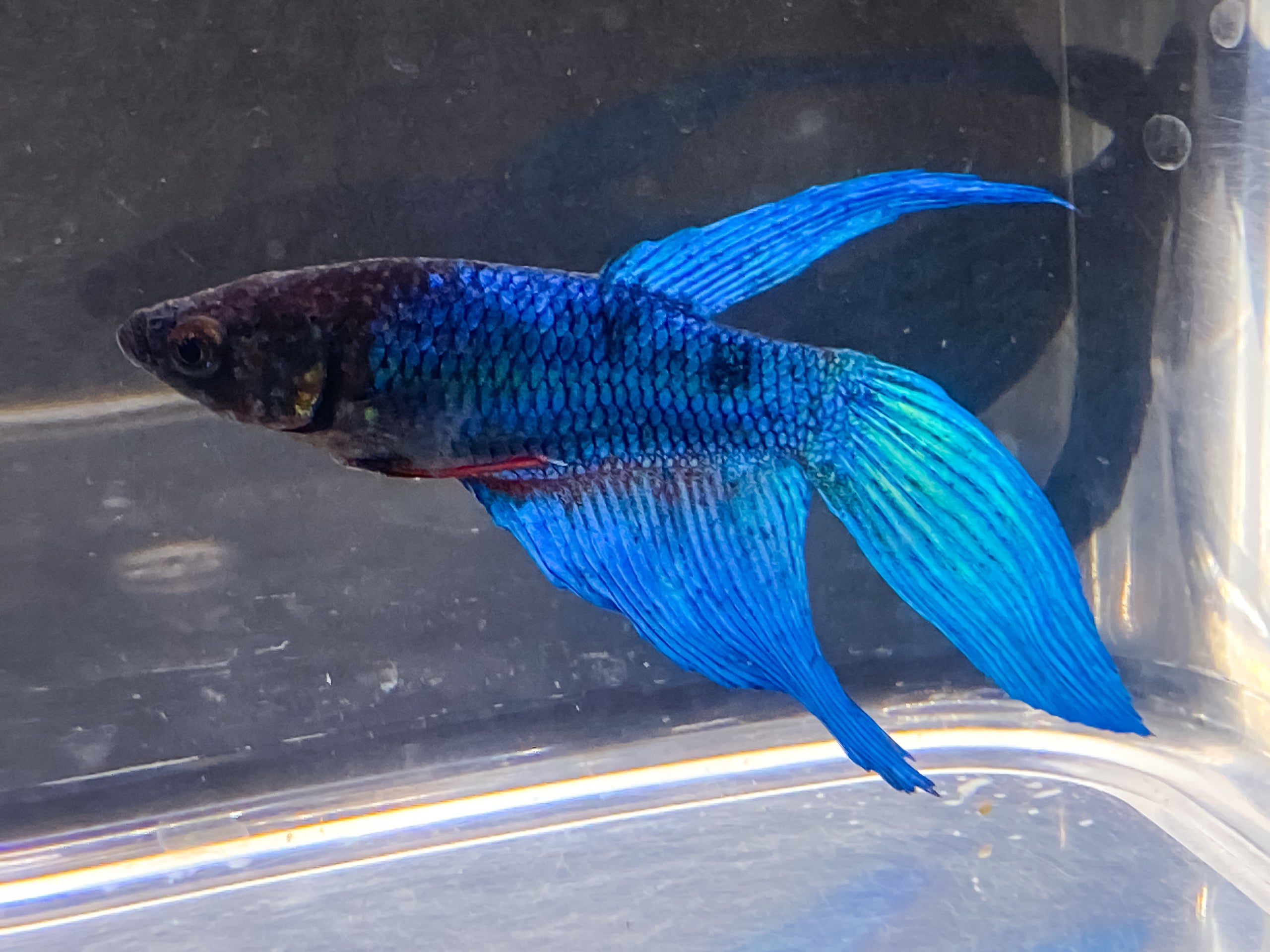 Blue Longfin Female Betta | Fancy Fishes