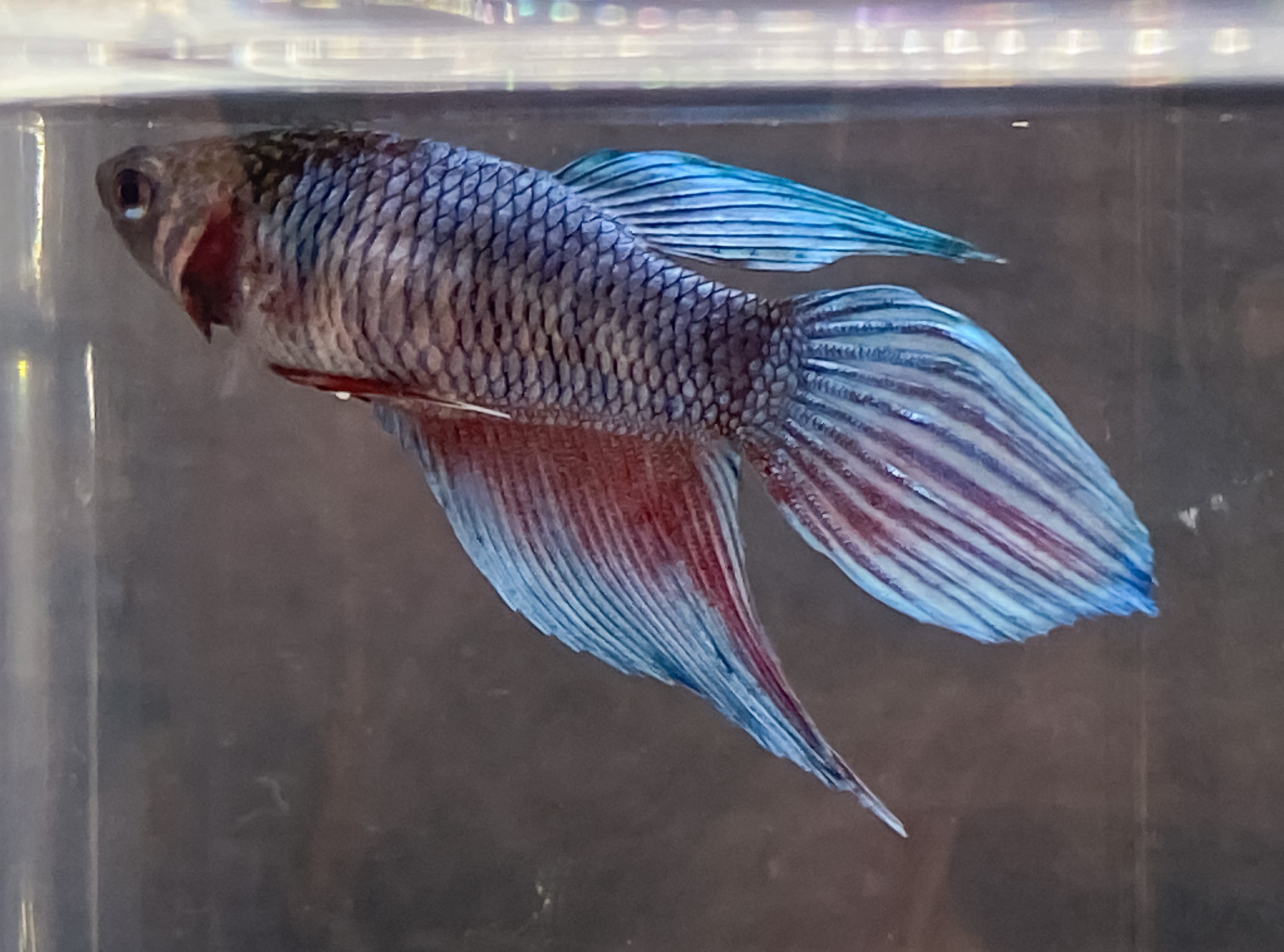 Blue Longfin Female Betta | Fancy Fishes