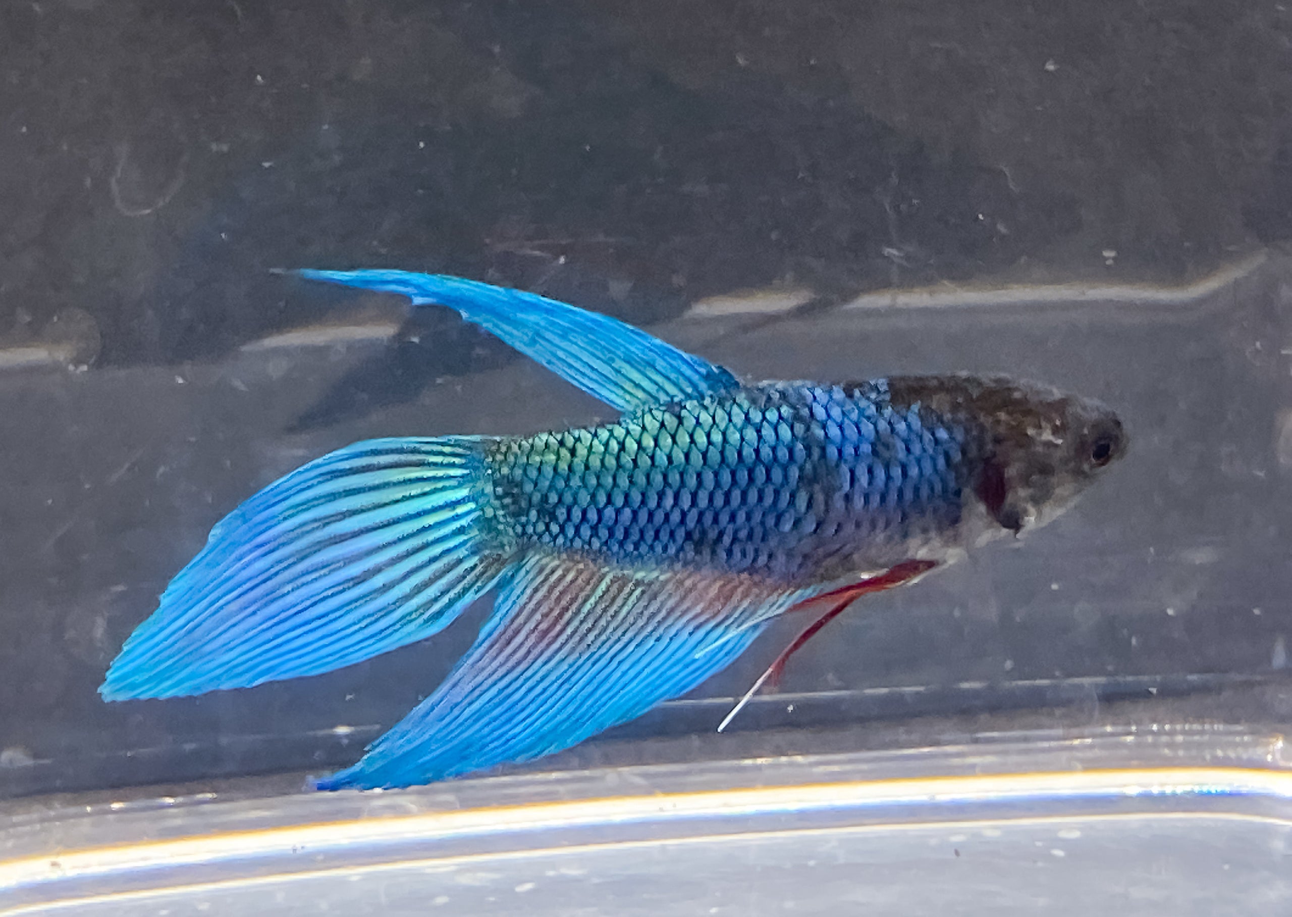 Blue Longfin Female Betta | Fancy Fishes