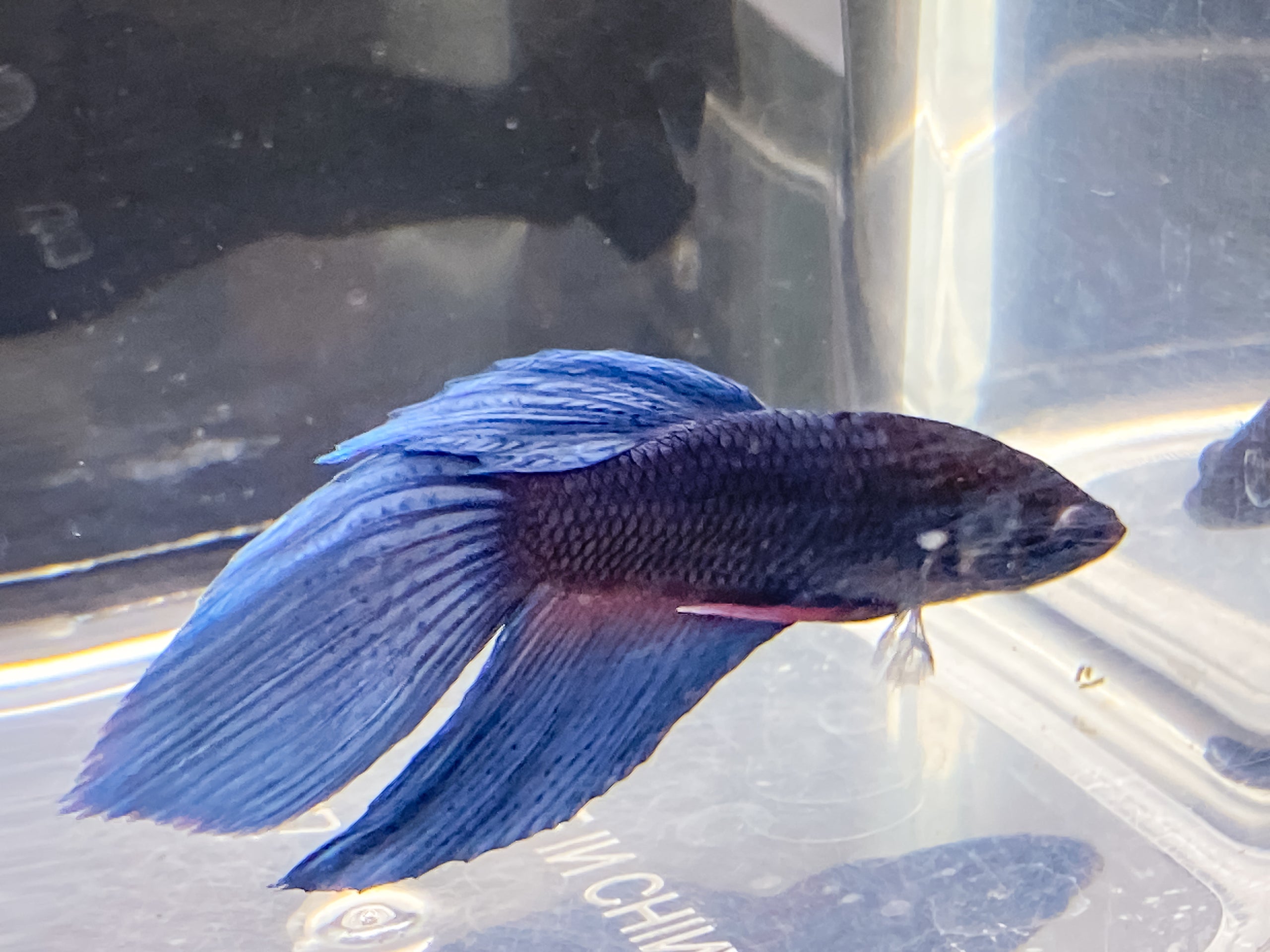 Blue Longfin Female Betta | Fancy Fishes