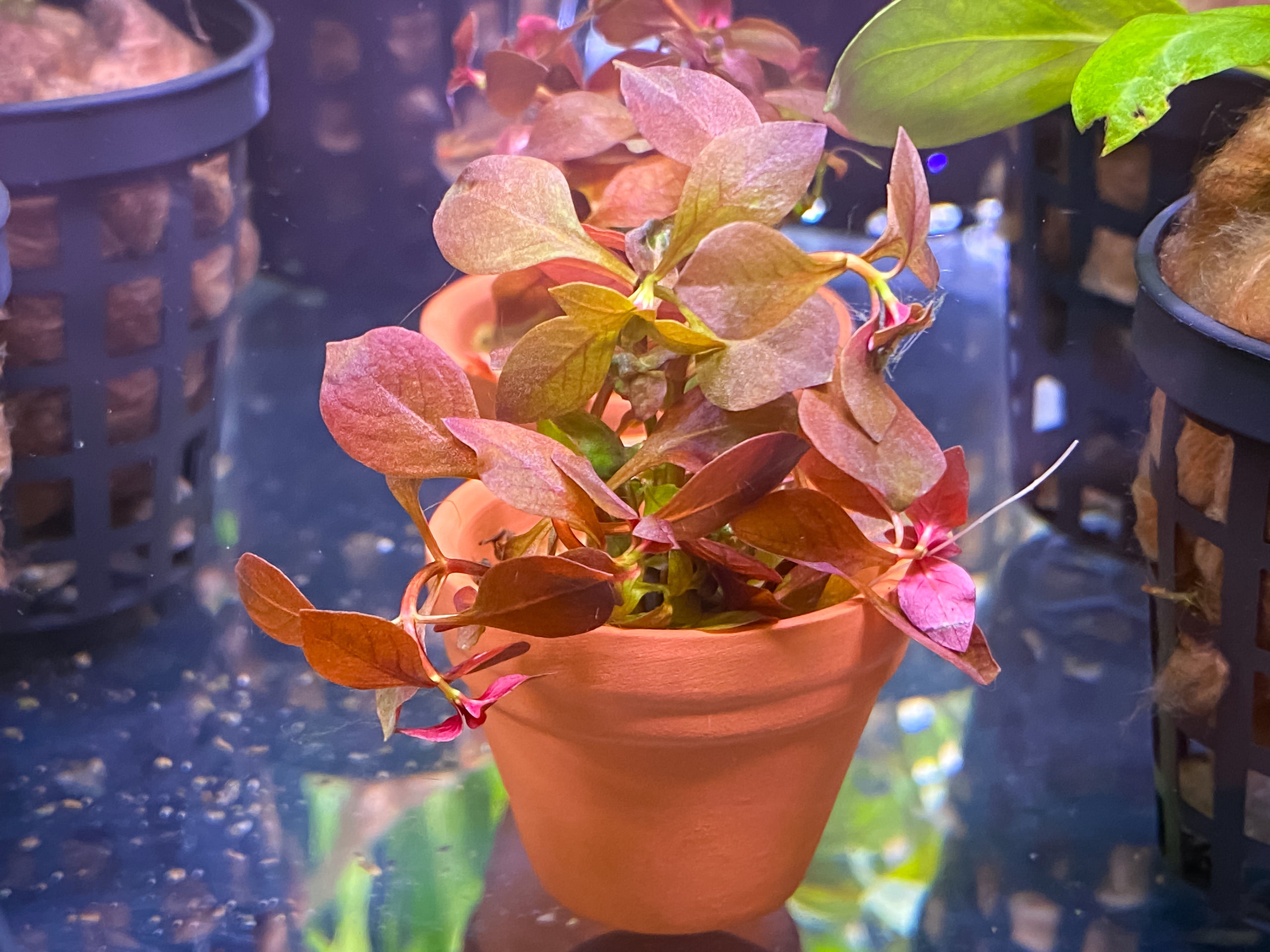 Ludwigia Super Red Mini on Terracotta Pot | Fancy Fishes
