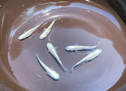 Japanese Medaka Rice Fish - Platinum | Fancy Fishes
