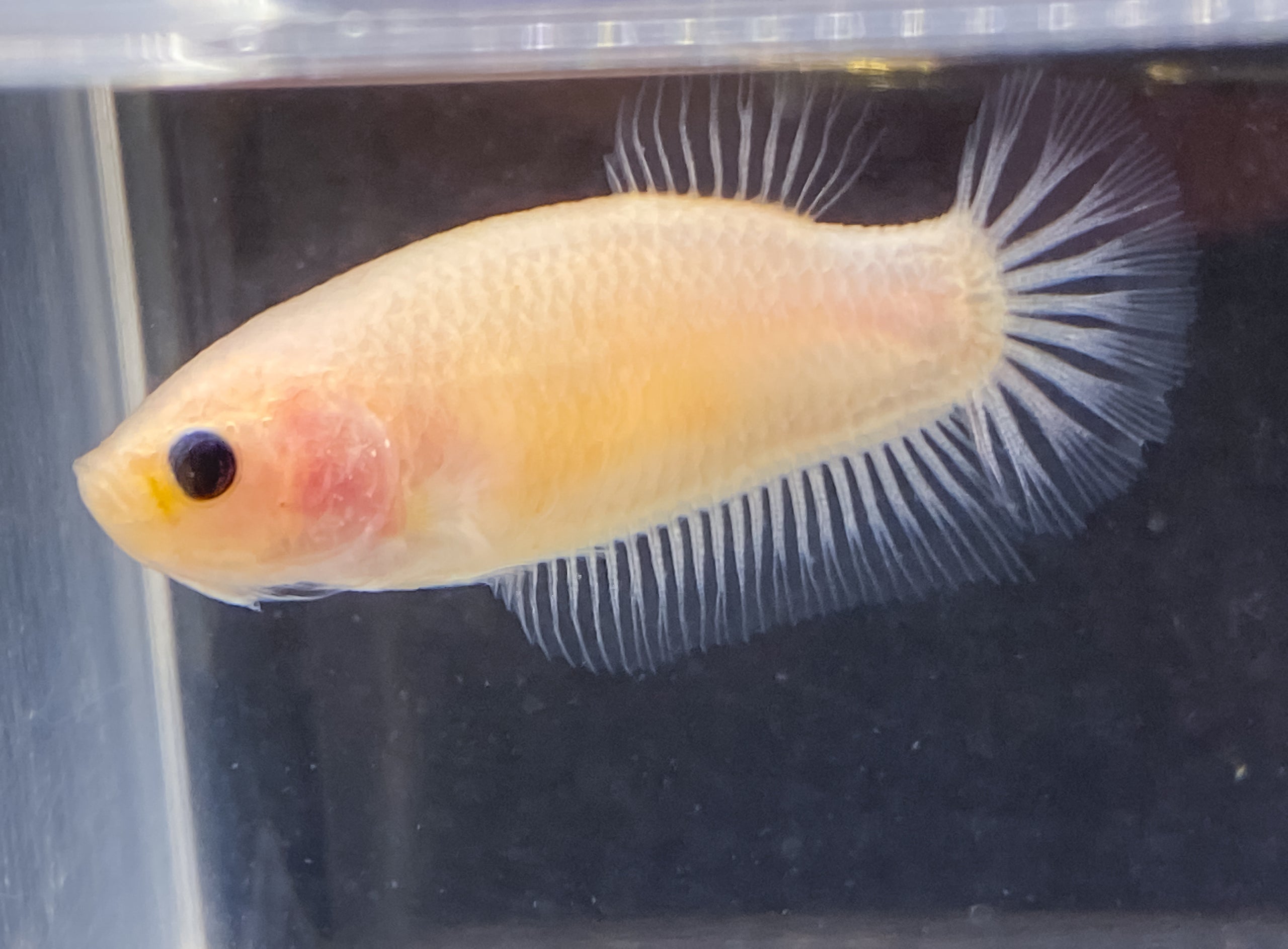 Betta Fighting Fish Cellophane Plakat Female | Fancy Fishes