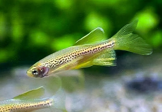 Leopard Danio Longfin | Fancy Fishes