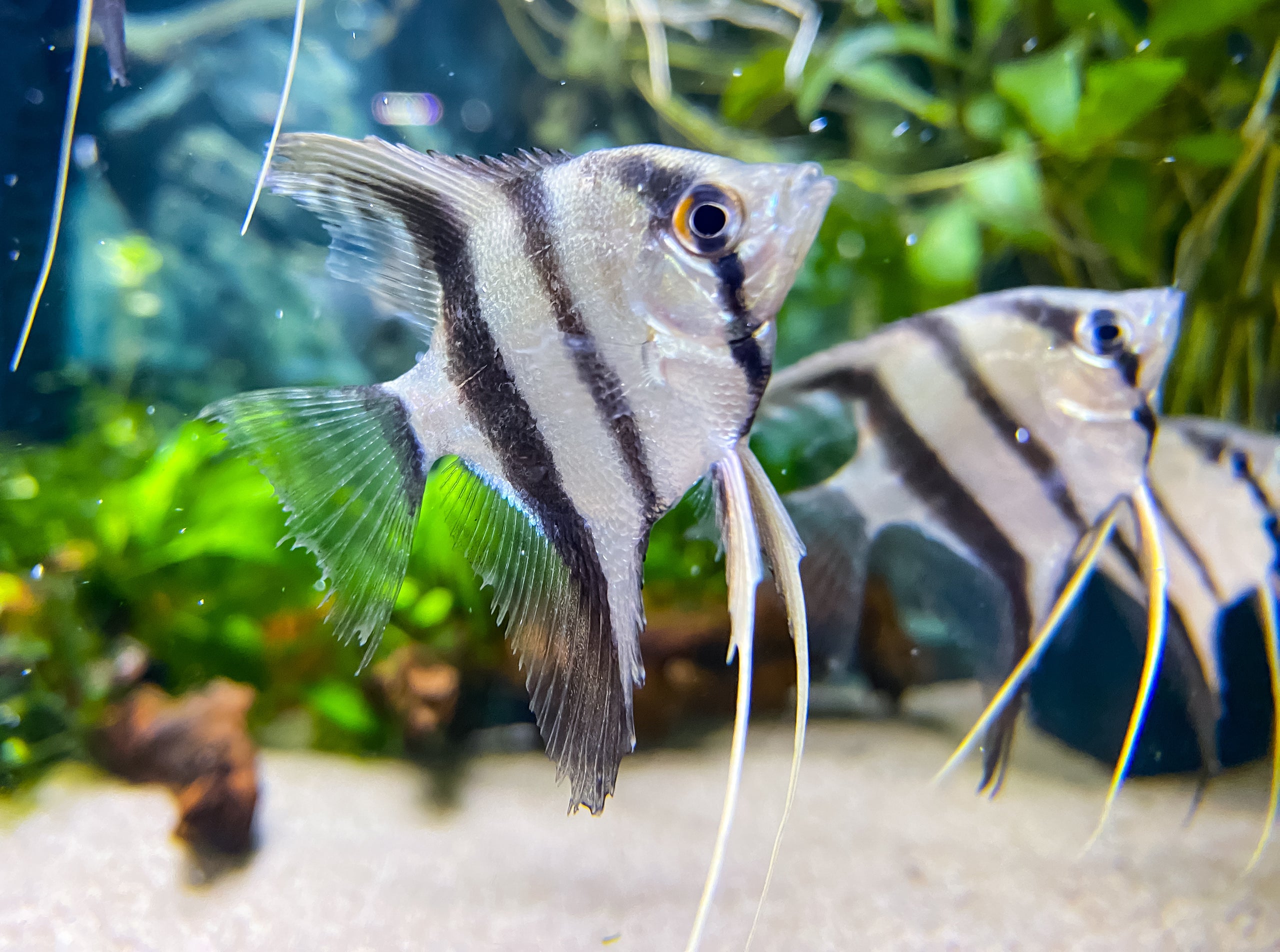 Pinoy Angelfish | Fancy Fishes