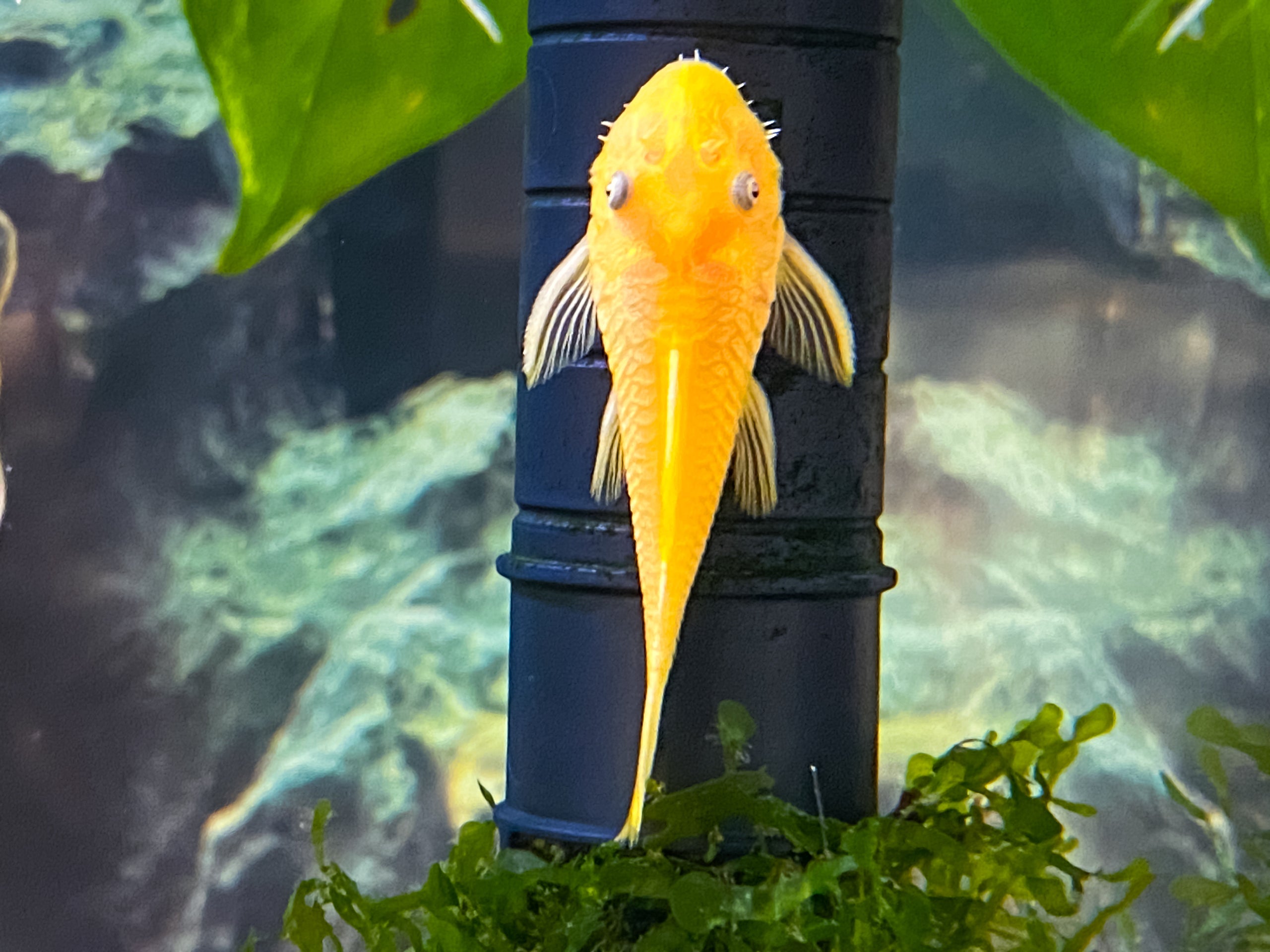 L144 Blue Eye Lemon Bristlenose Pleco | Fancy Fishes