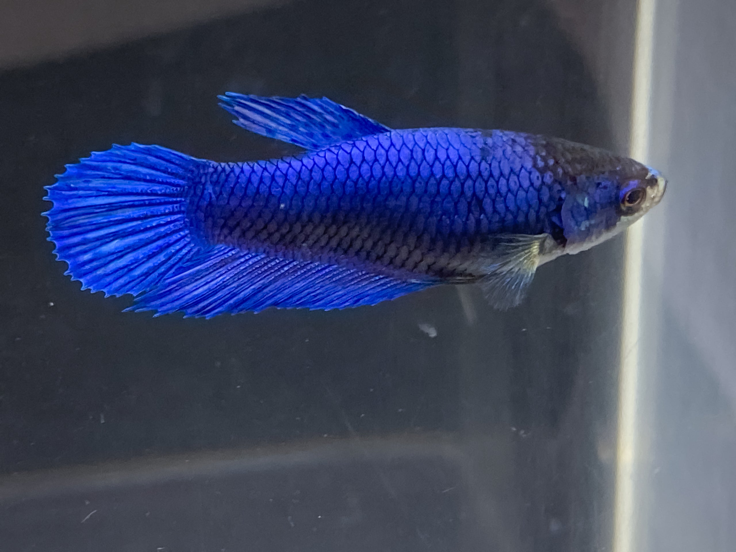 Betta Fighting Fish Combtail Blue Female | Fancy Fishes