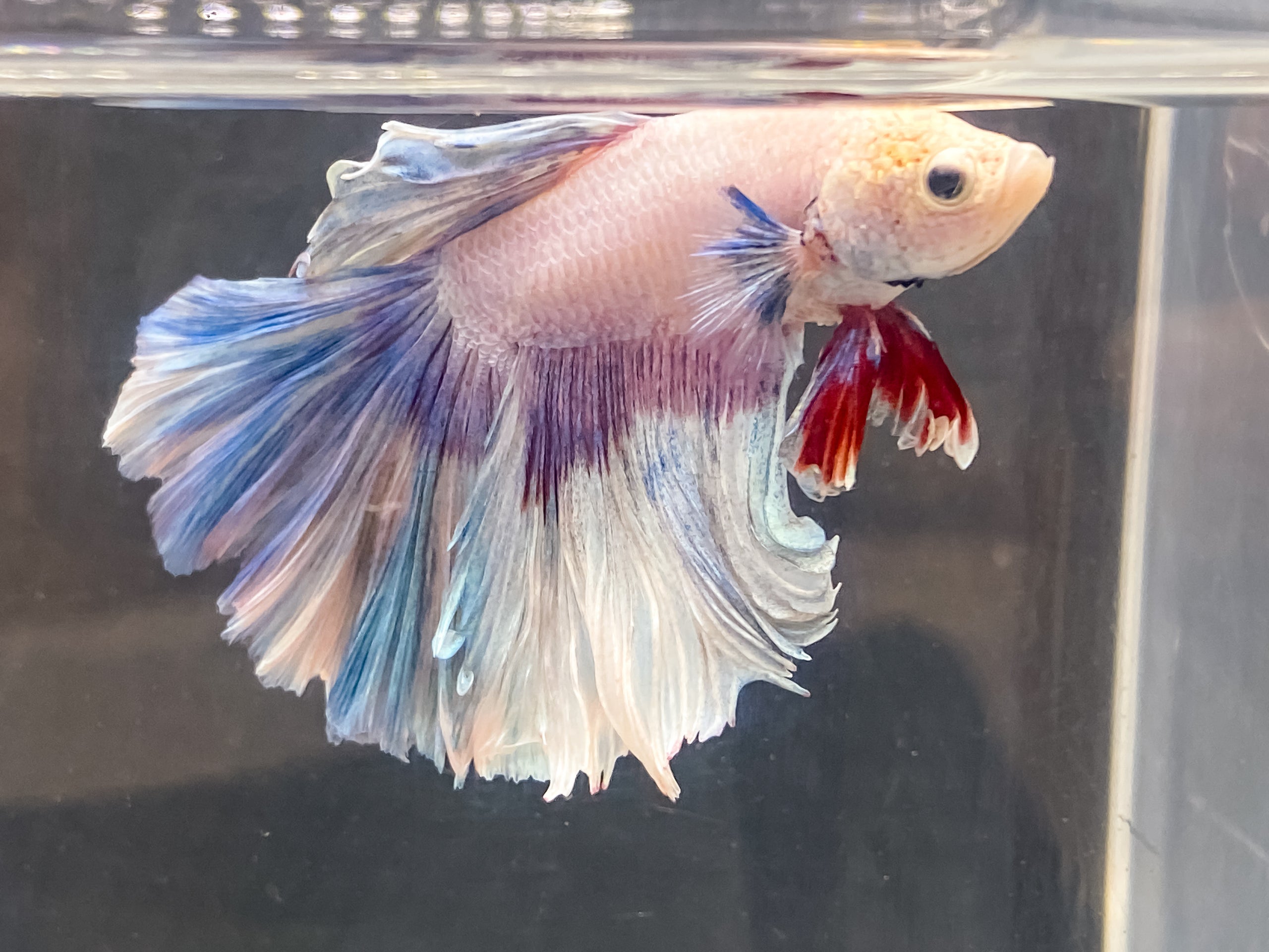 Pastel blue betta fighting fish male | Fancy Fishes