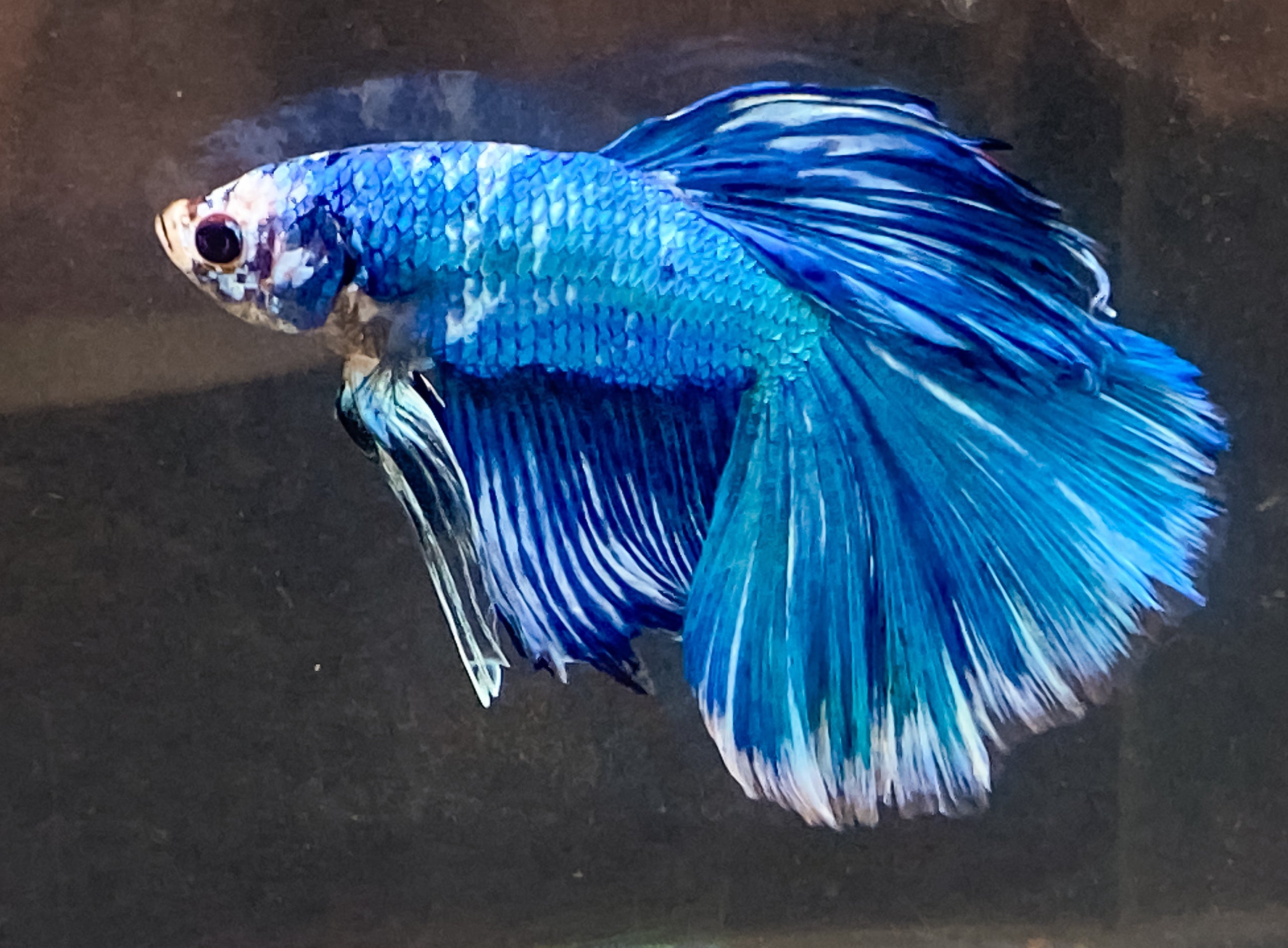 Blue marble betta fighting fish male | Fancy Fishes