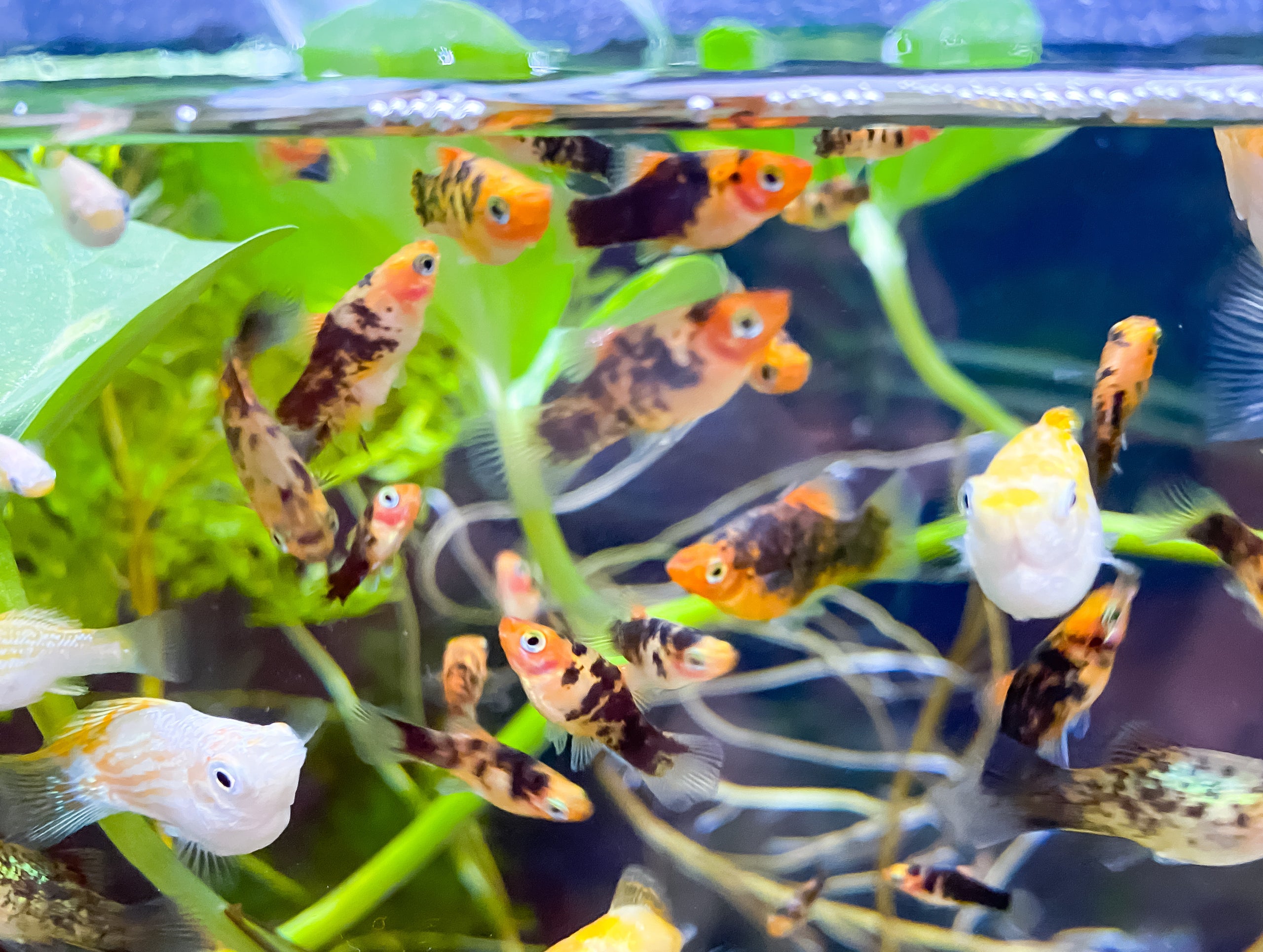 Assorted Platy - Juvenile | Fancy Fishes