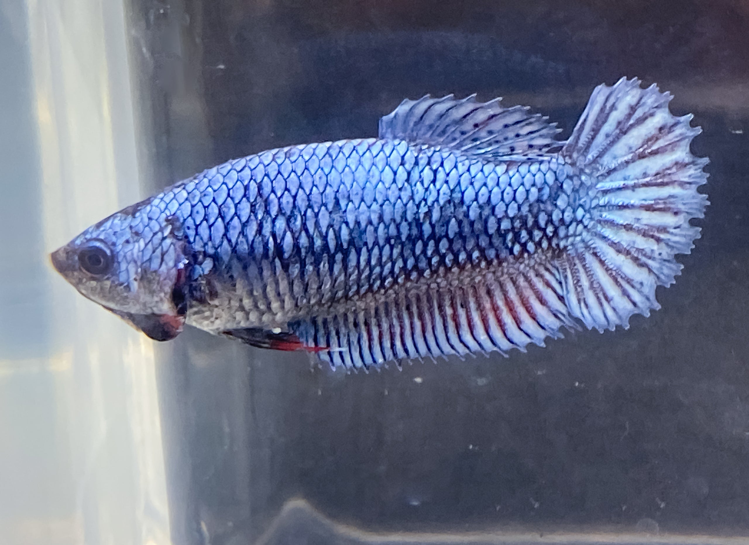 Blue Betta Female Fighting Fish | Fancy Fishes