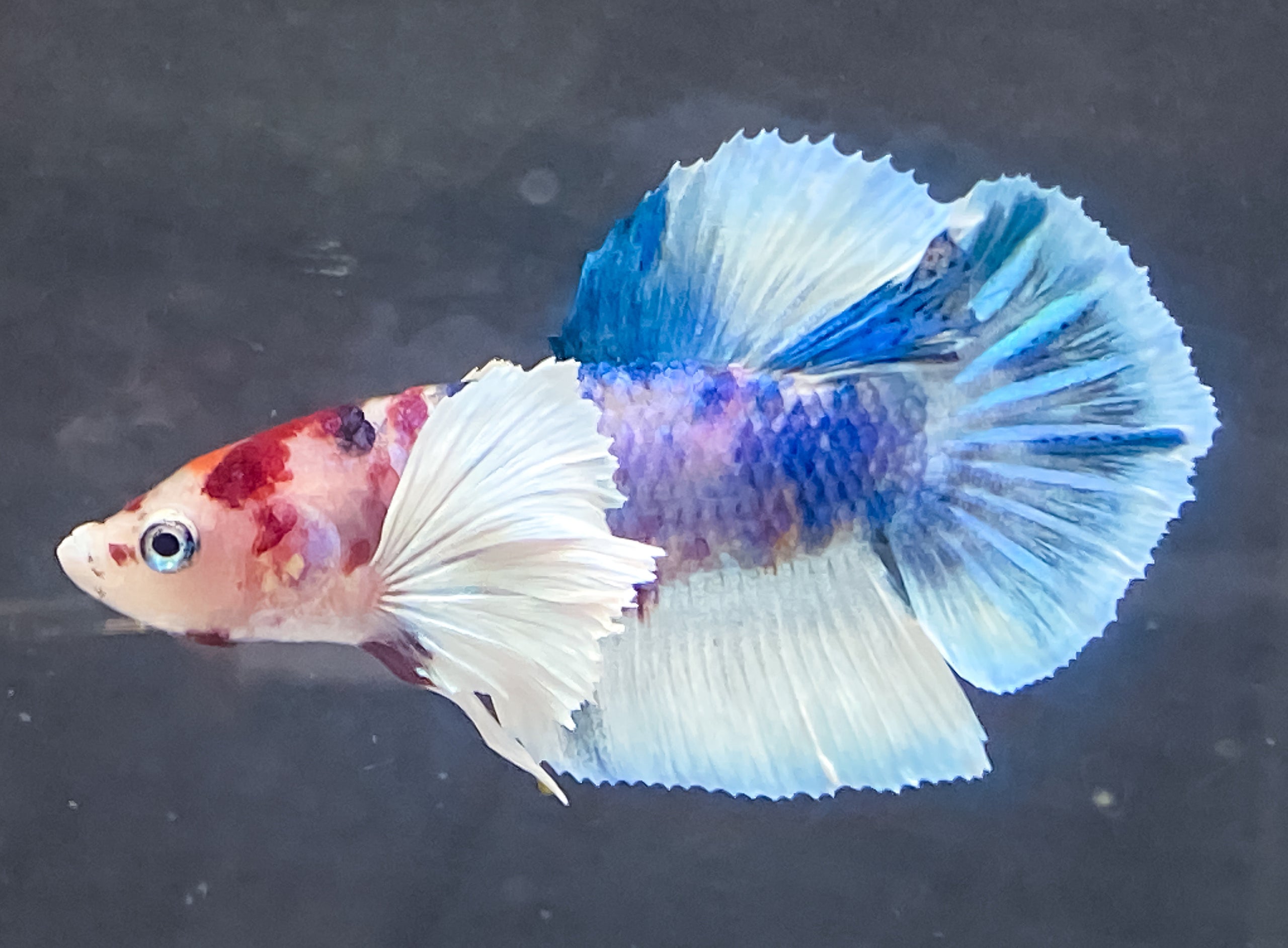 Multi colour betta fighting fish dumbo male | Fancy Fishes
