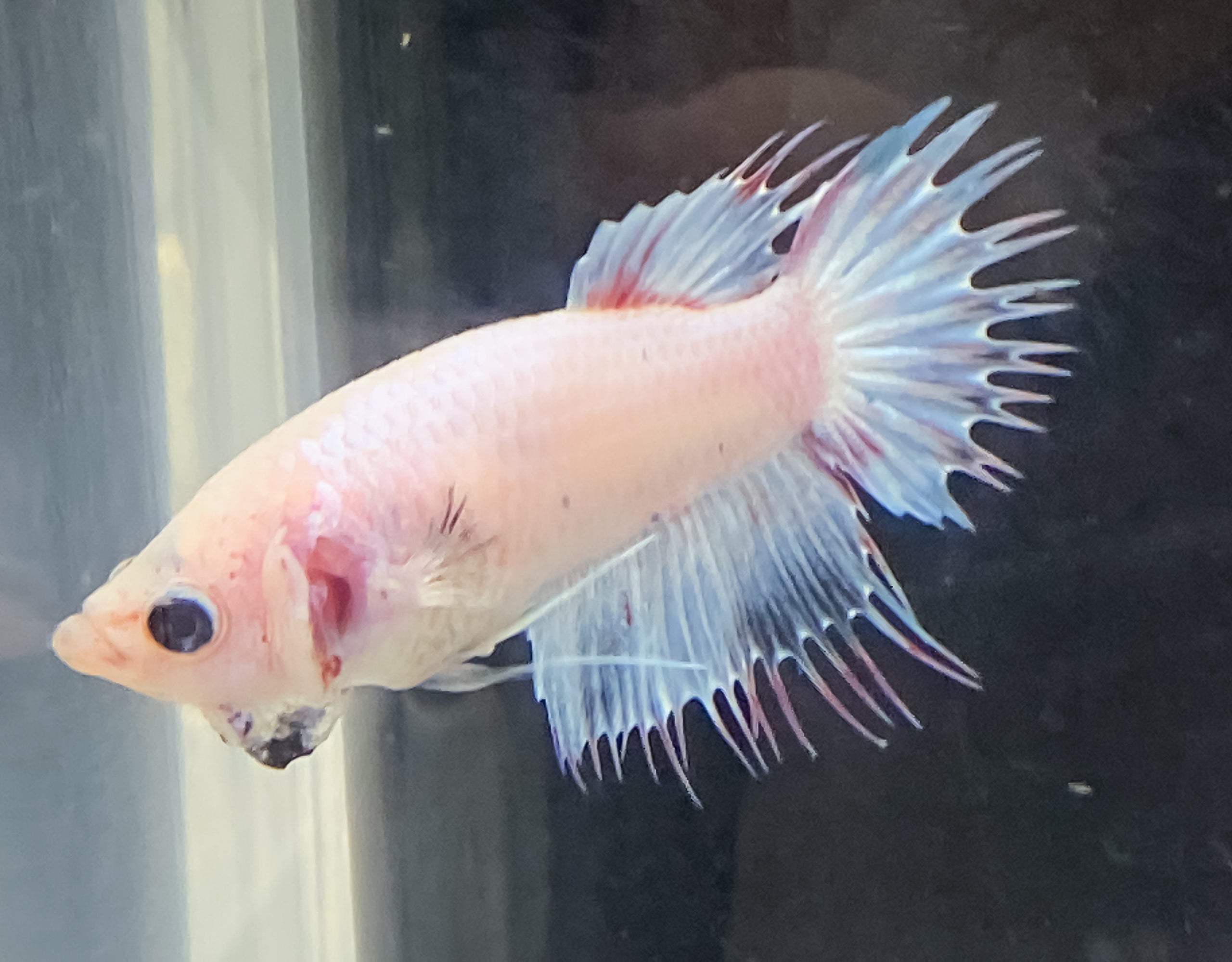 Pastel Crowntail Female | Fancy Fishes