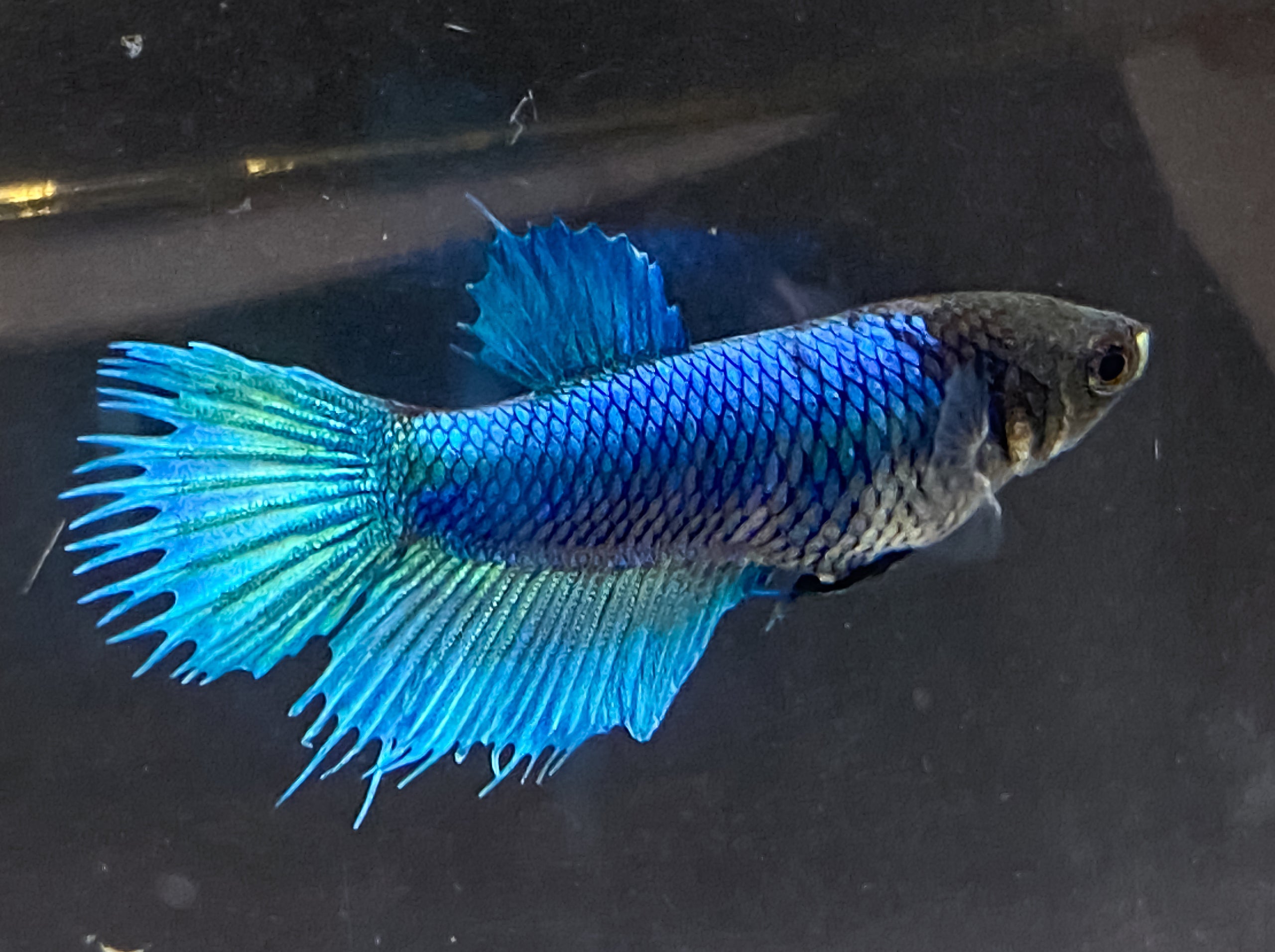 Blue Crowntail Female | Fancy Fishes