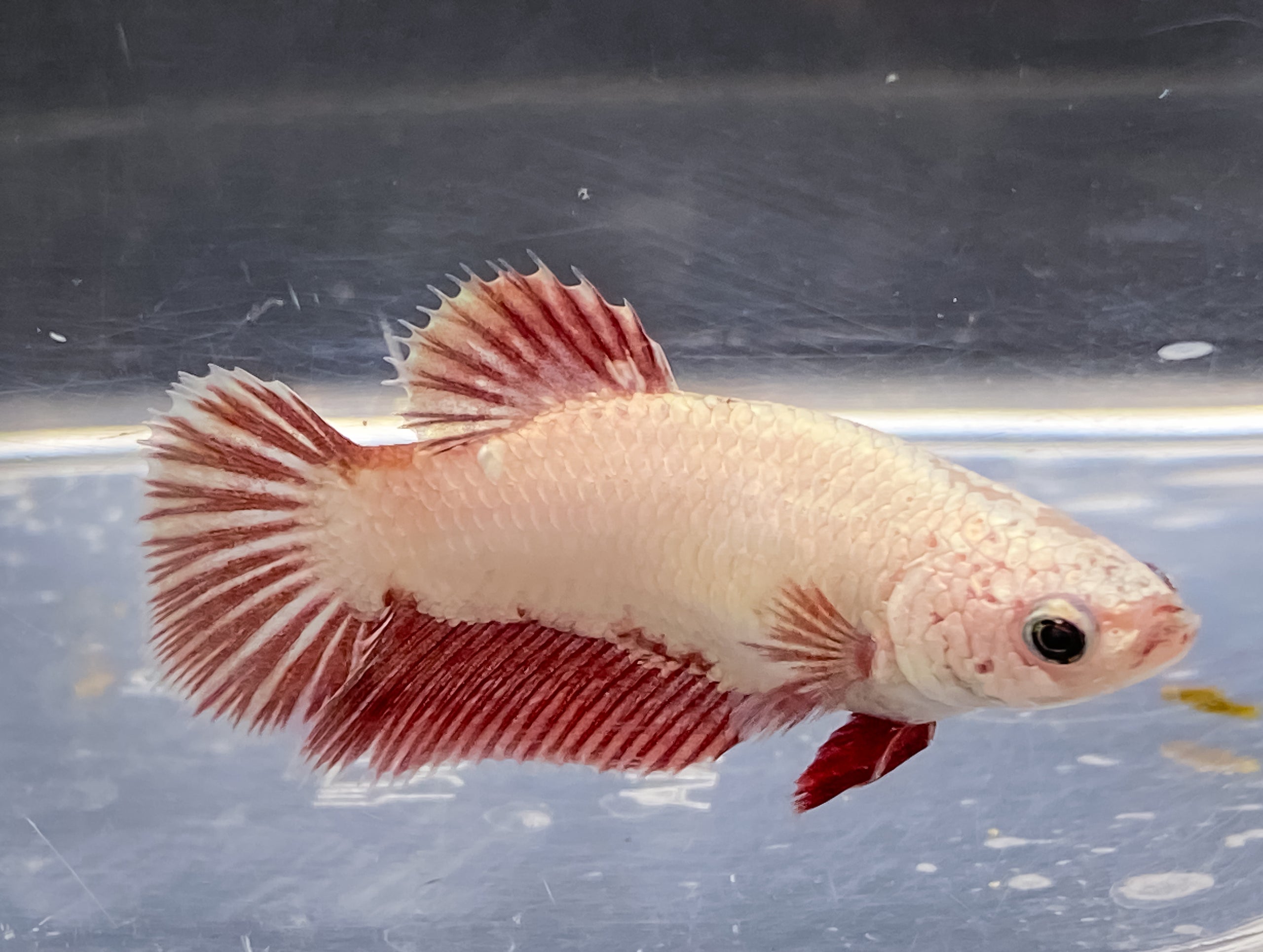 Red Combtail Female | Fancy Fishes