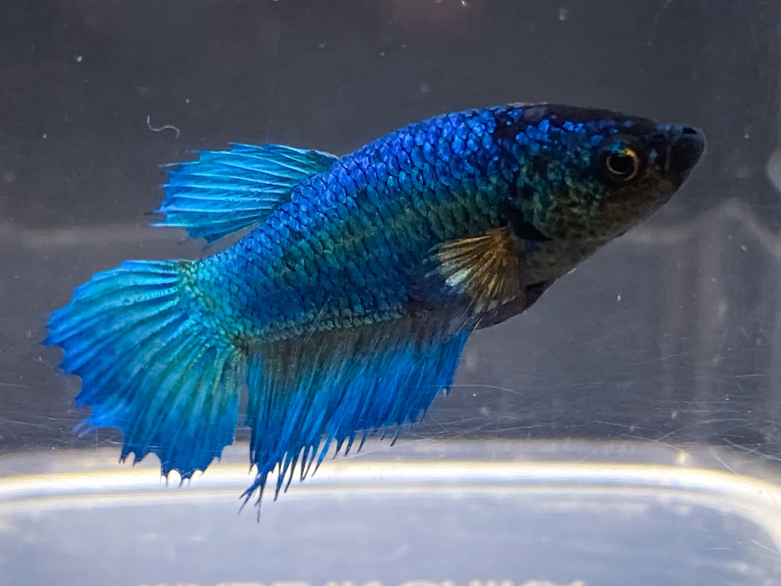 Blue Crowntail Female | Fancy Fishes