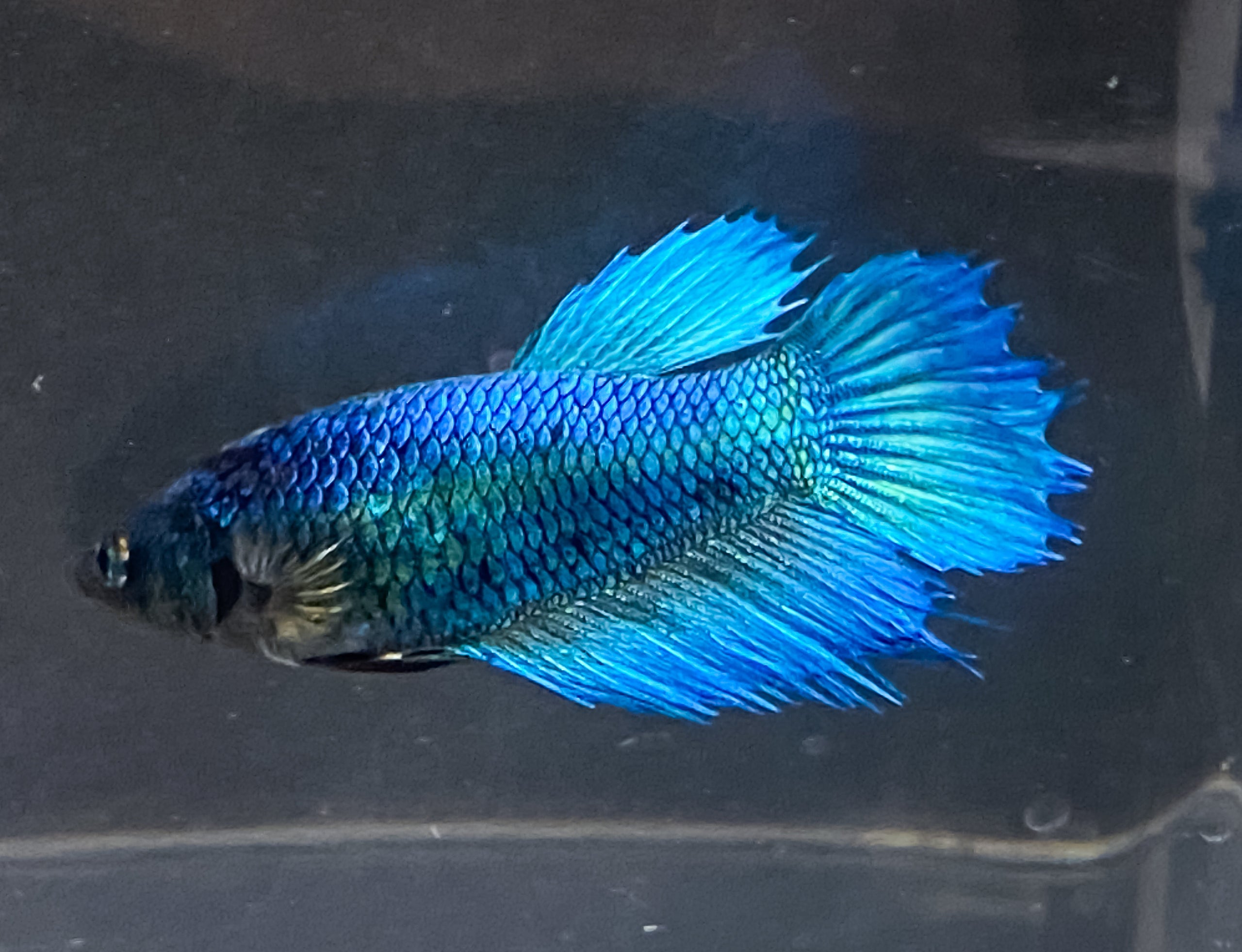 Blue Crowntail Female | Fancy Fishes