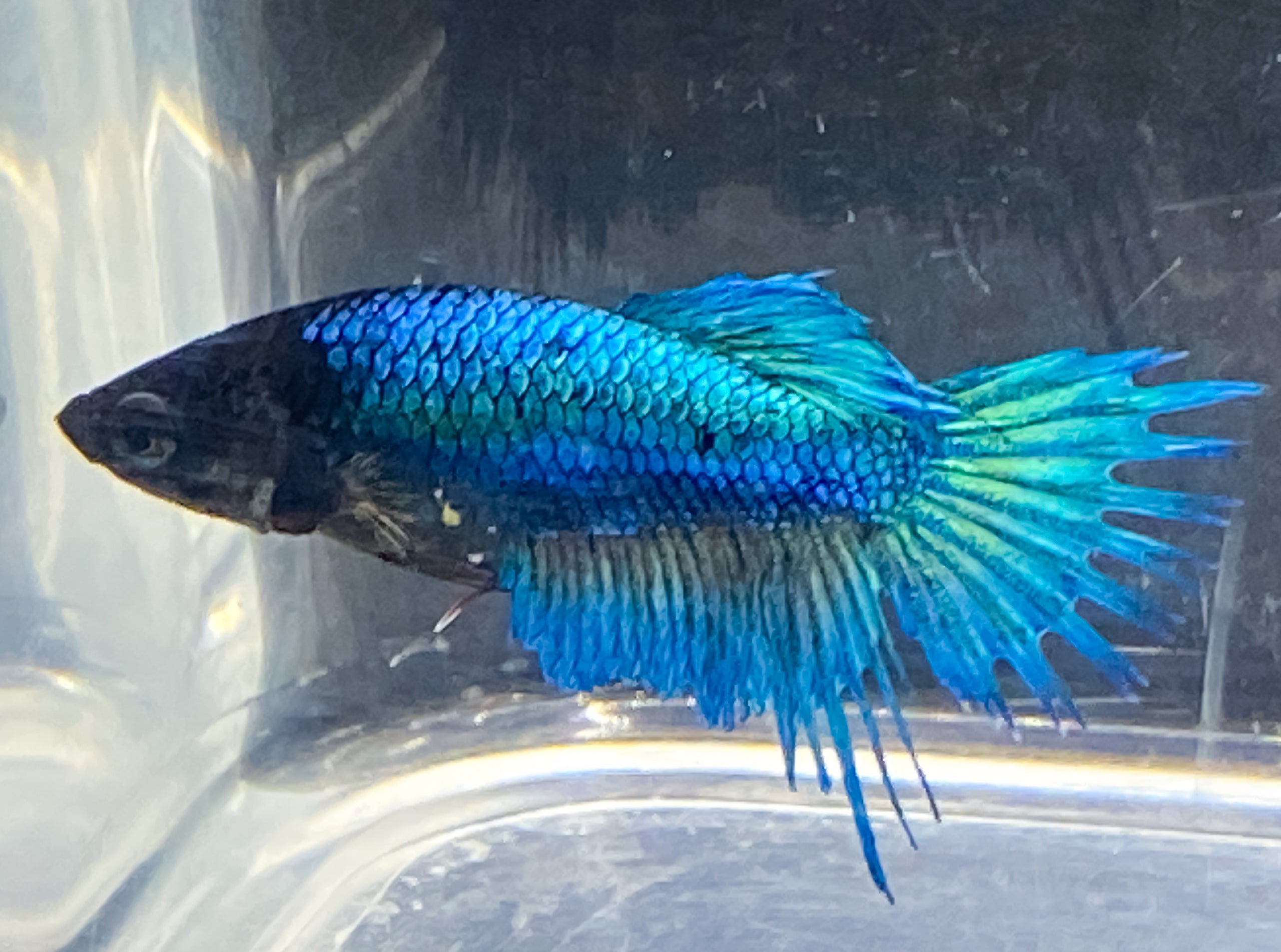 Blue Crowntail Female | Fancy Fishes