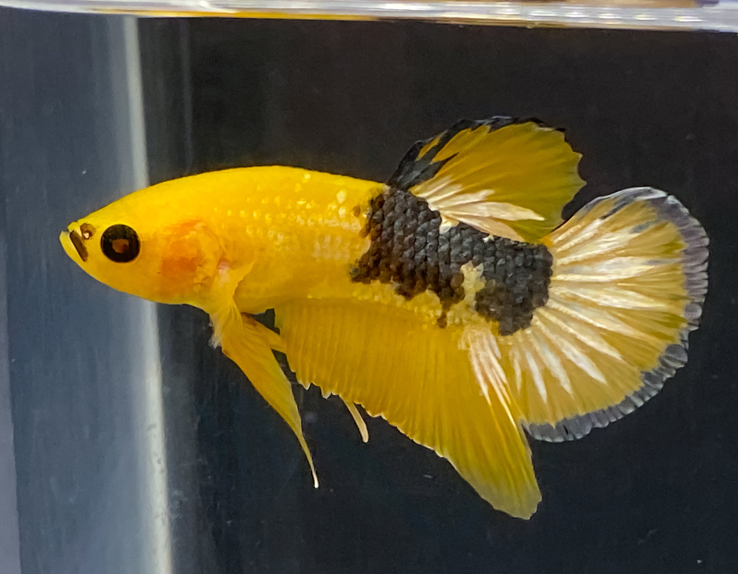 Yellow Hellboy HMPK Male | Fancy Fishes