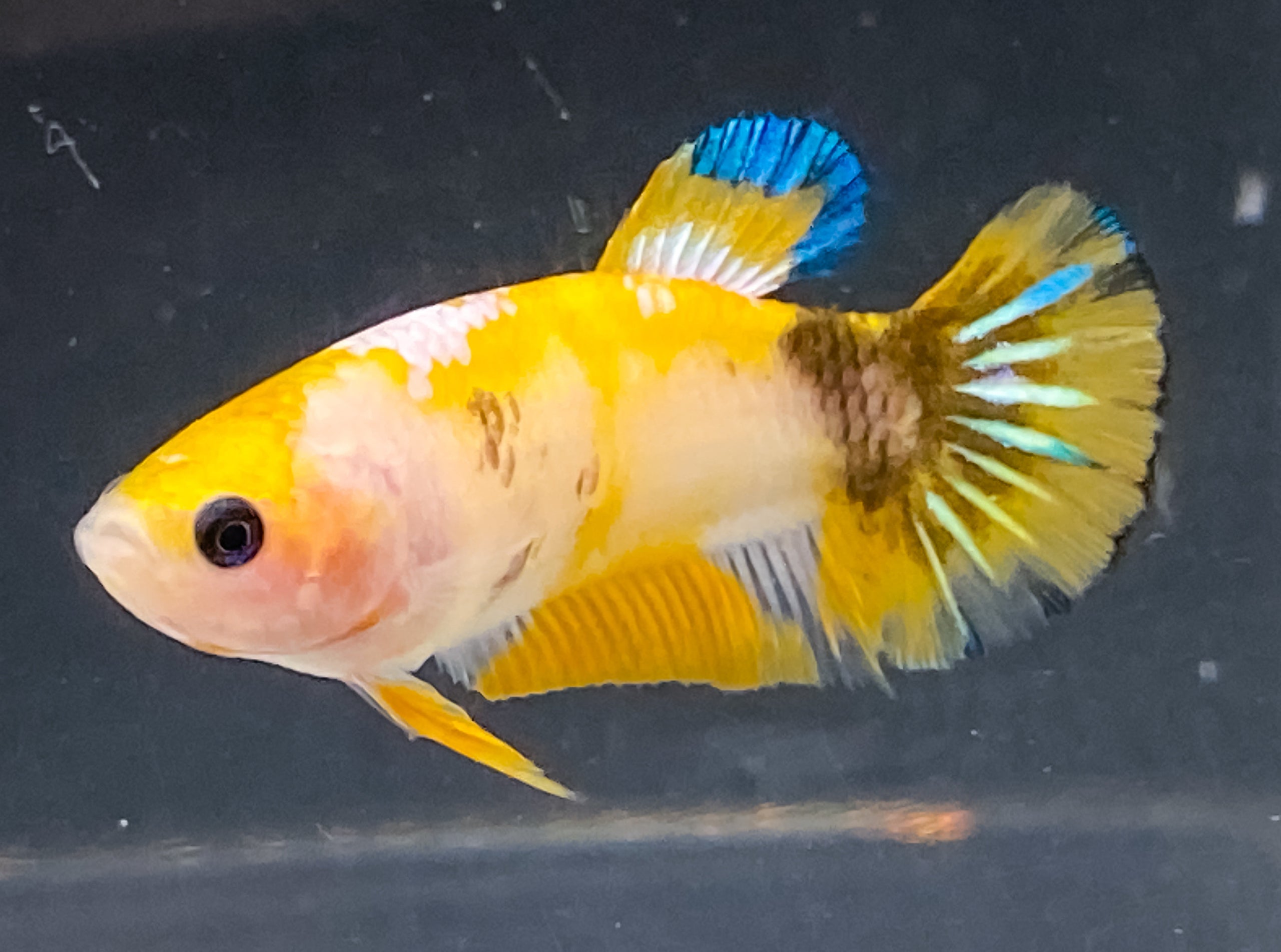Yellow Hellboy HMPK Female | Fancy Fishes