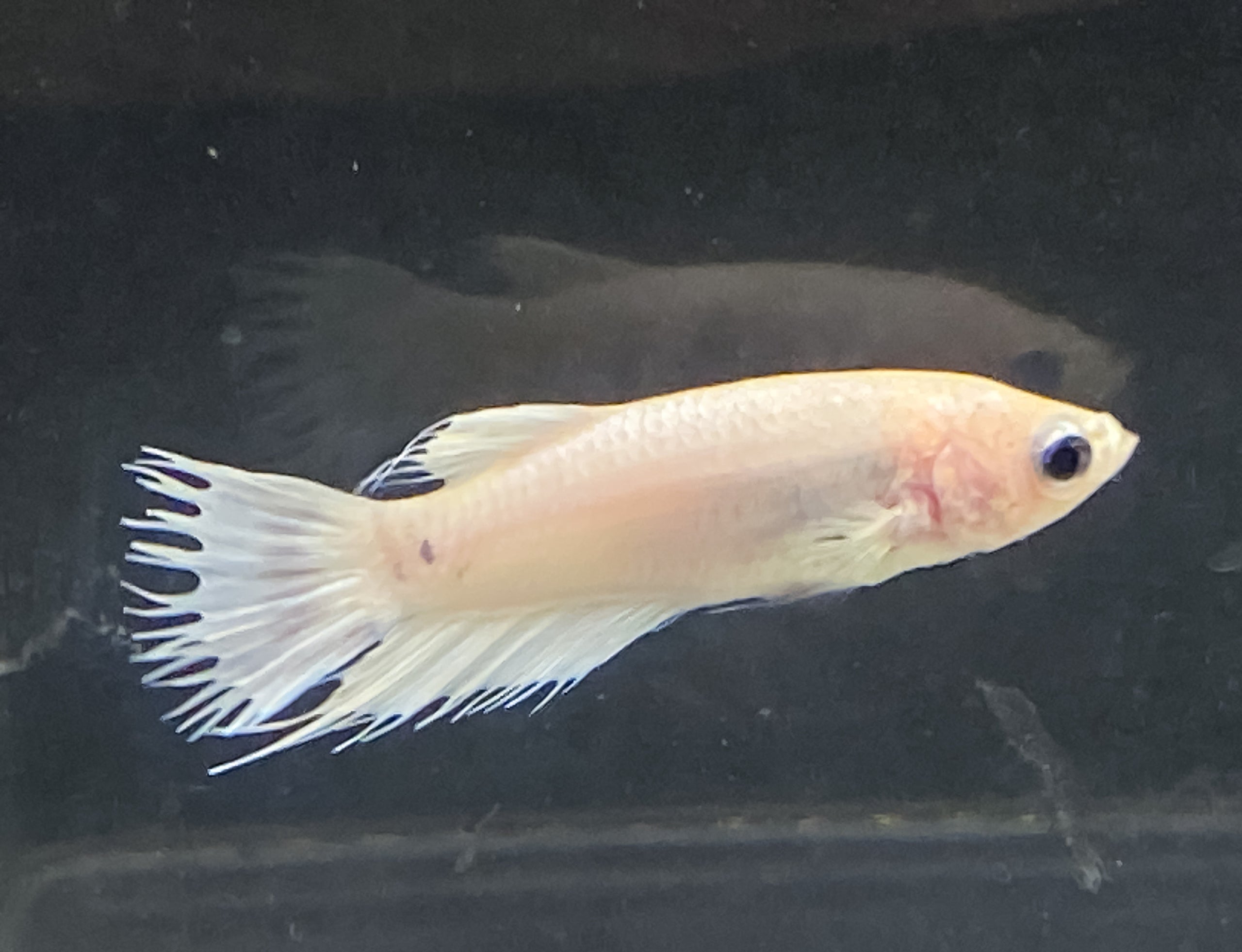 White Crowntail Female | Fancy Fishes
