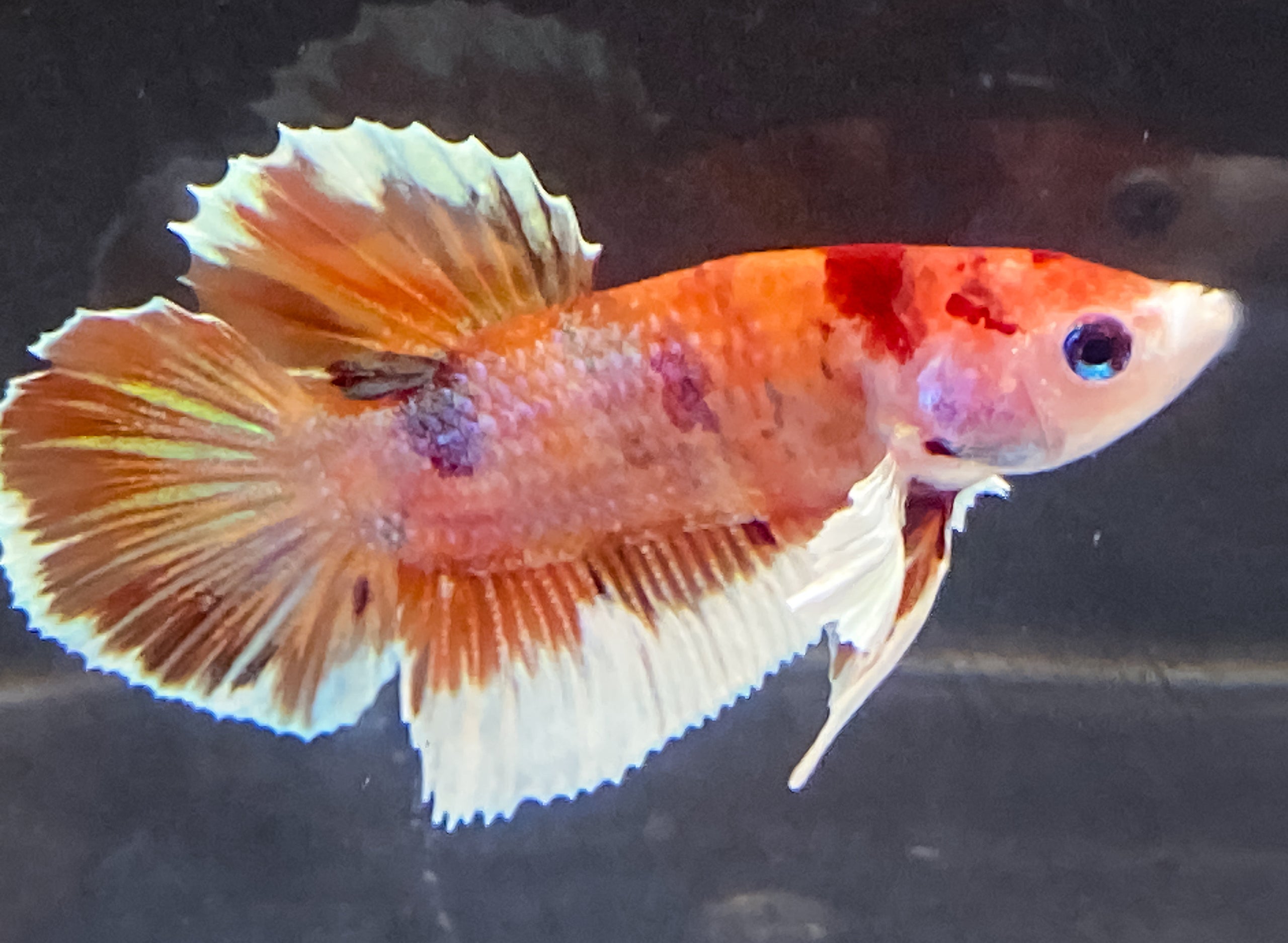 Shop All | Fancy Fishes