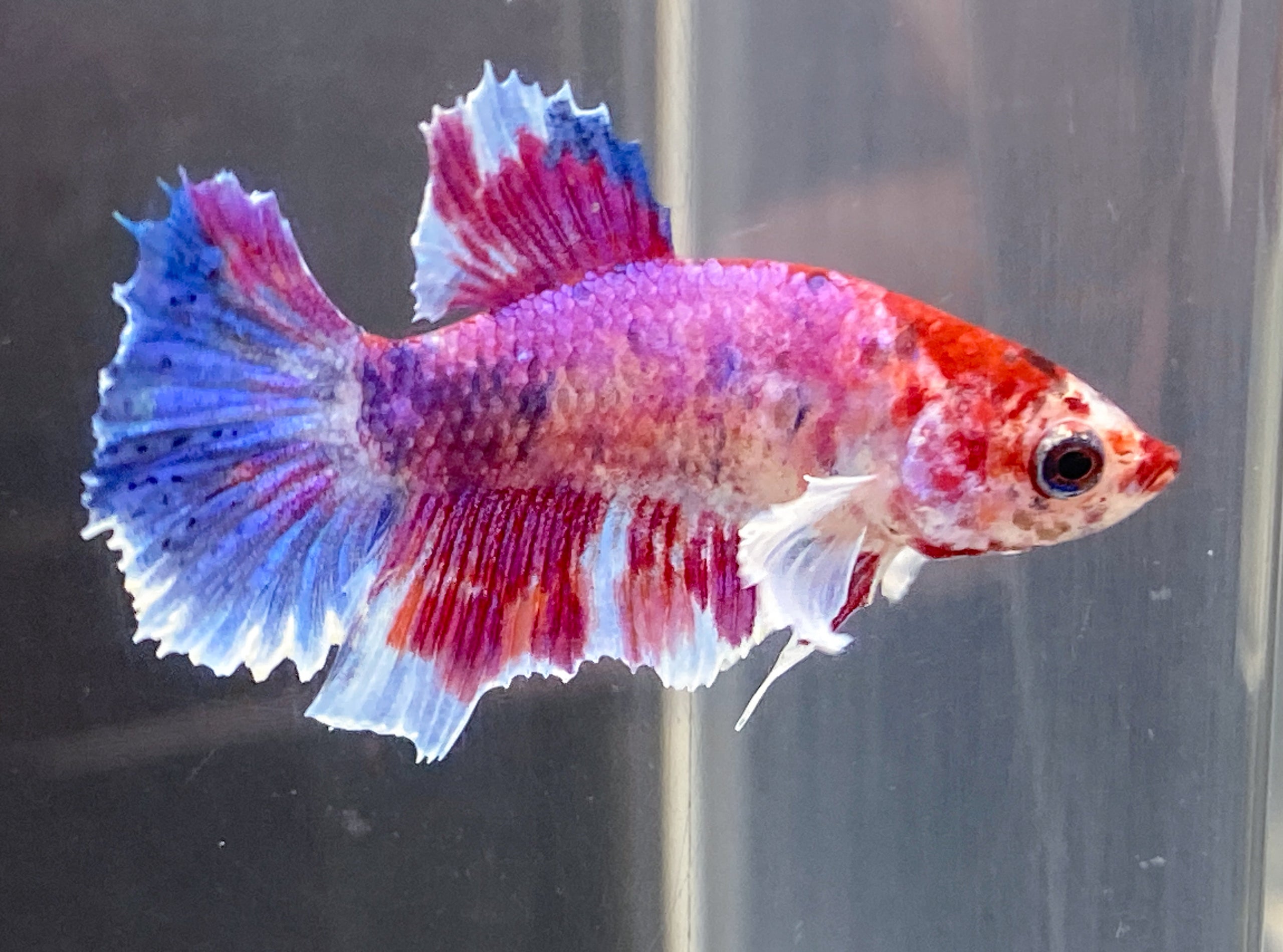 Shop All | Fancy Fishes