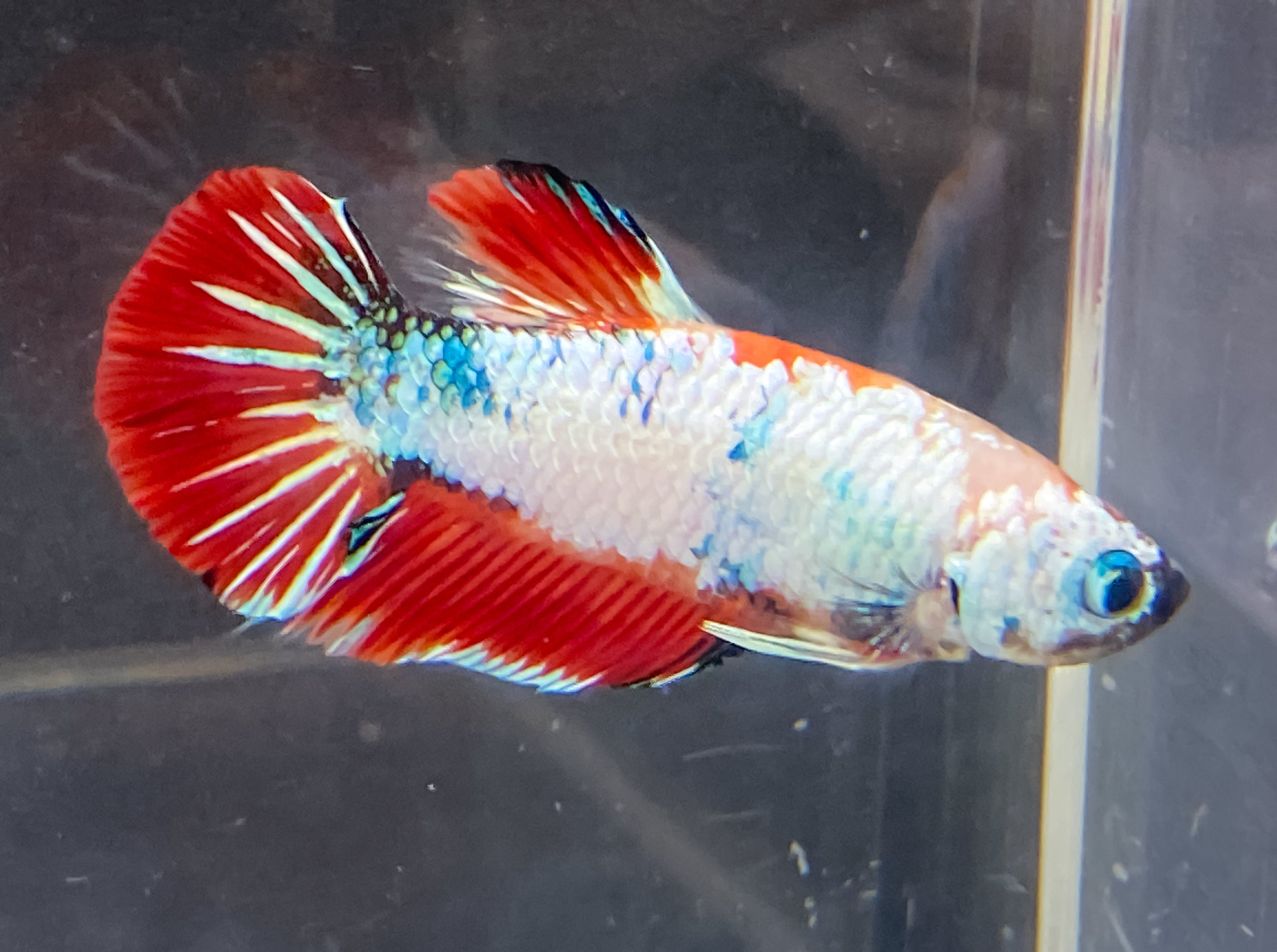 Fancy Red Fighting Fish Betta Male | Fancy Fishes