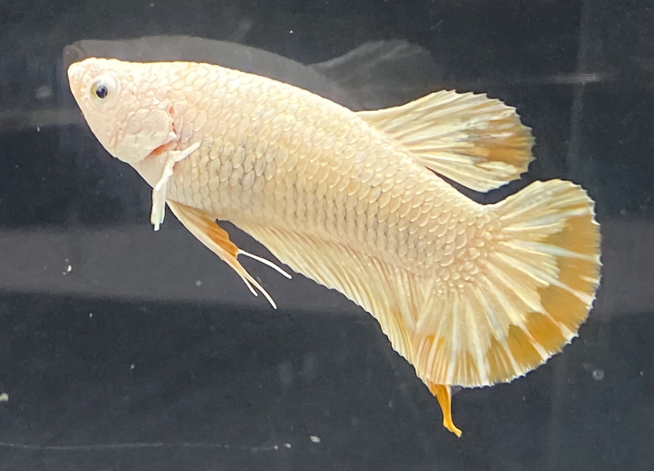 Yellow Dragon Betta Fighting Fish | Fancy Fishes