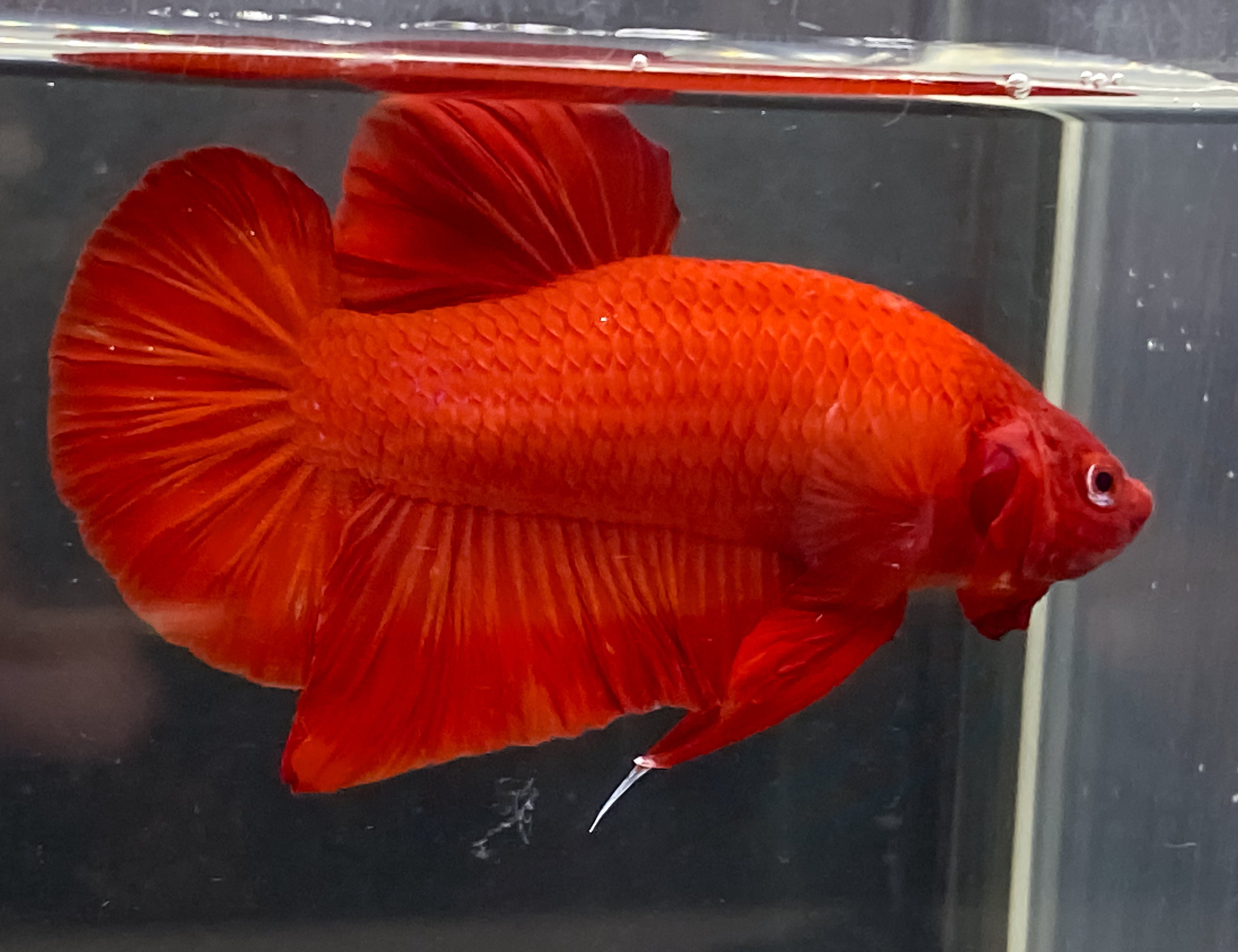Super Red HMPK Male | Fancy Fishes