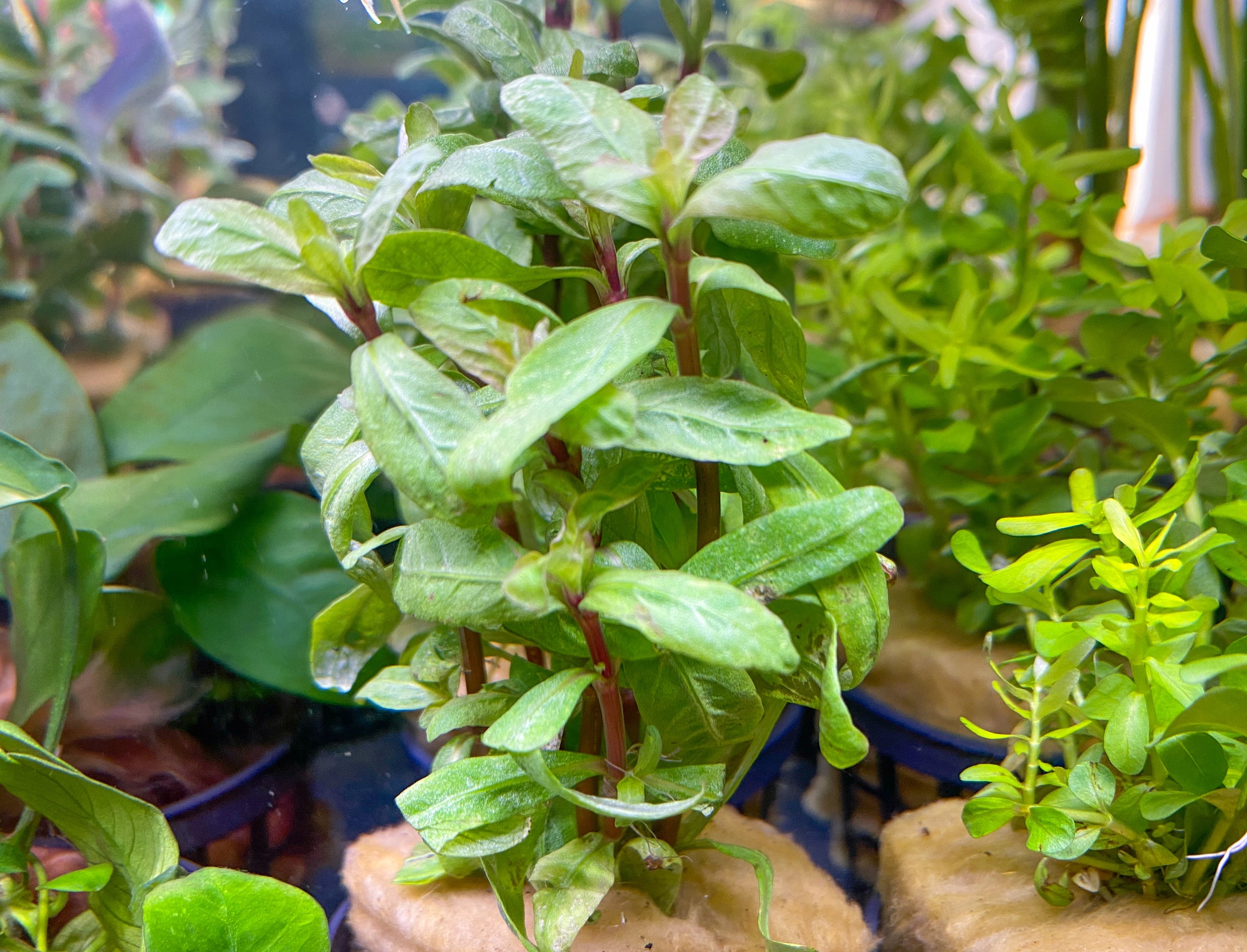 Hygrophila Ceylon | Fancy Fishes