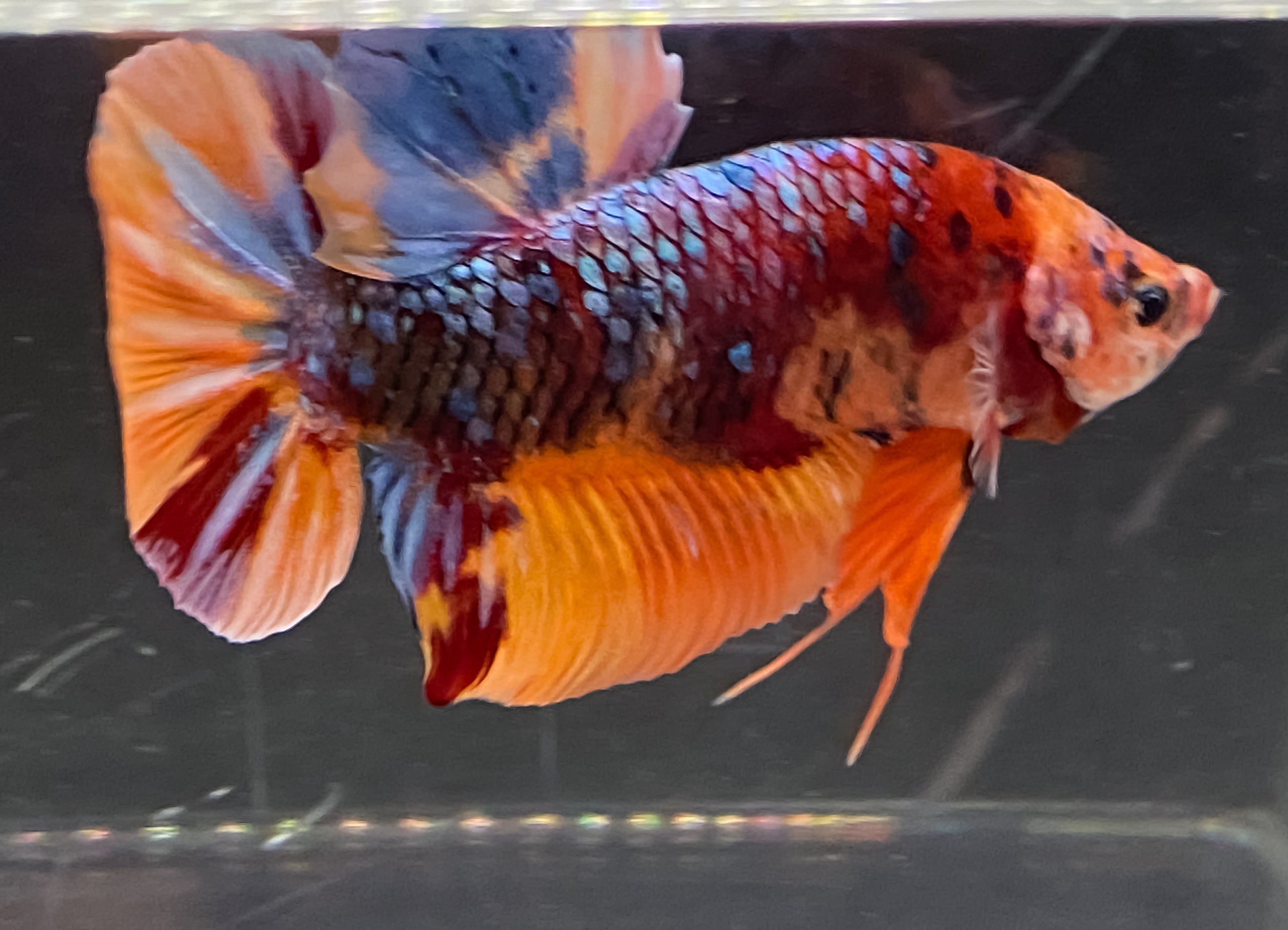 Giant Betta Fish | Fancy Fishes