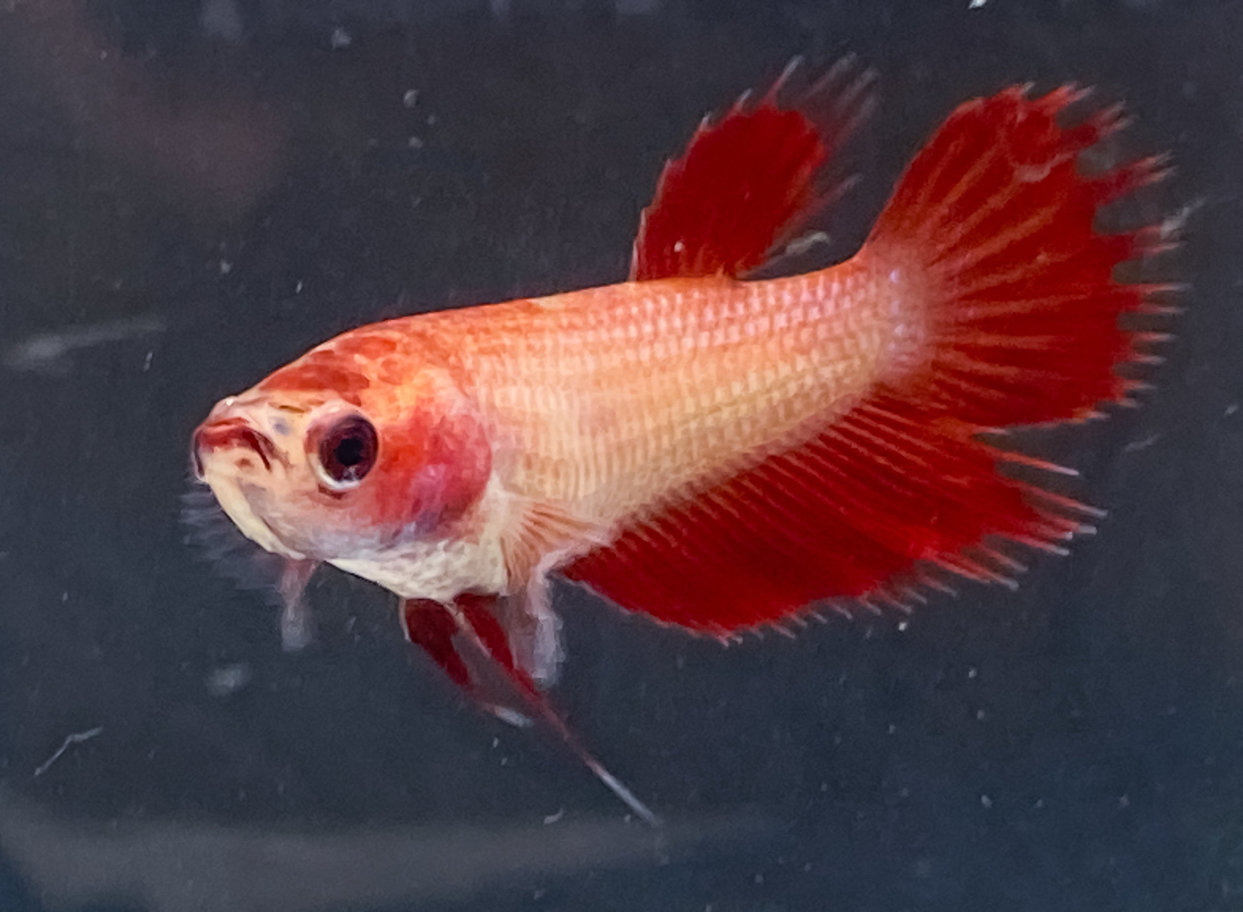 Red Crowntail Female | Fancy Fishes