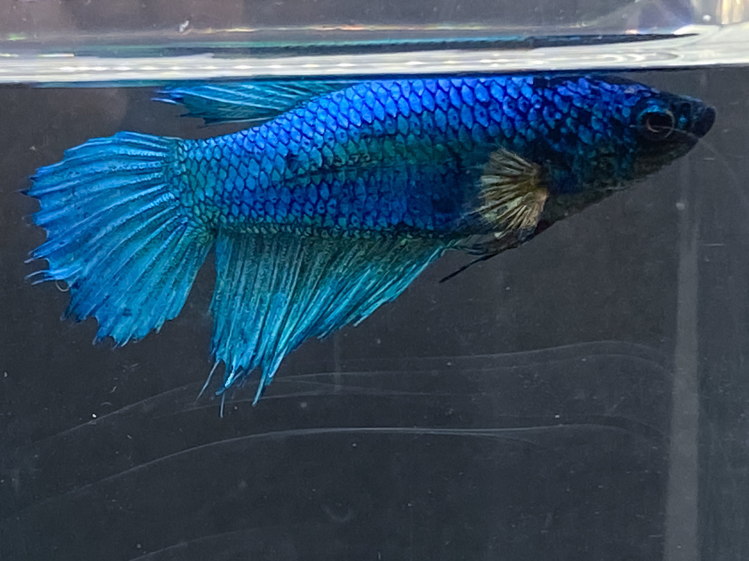 Blue Crowntail Female | Fancy Fishes