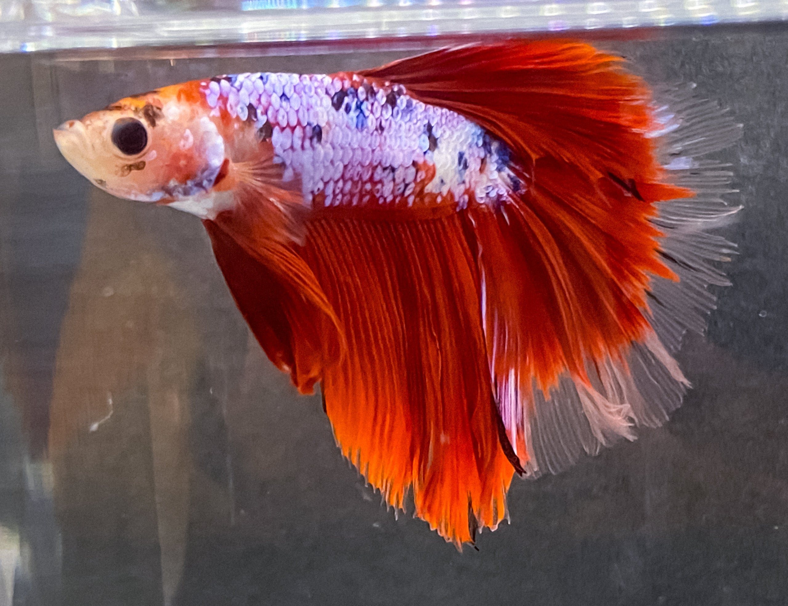 Red Koi Halfmoon Male | Fancy Fishes