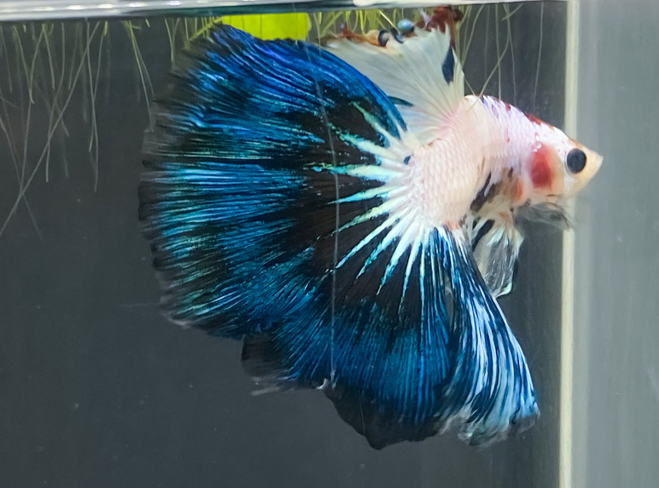 Blue Koi Halfmoon Male | Fancy Fishes