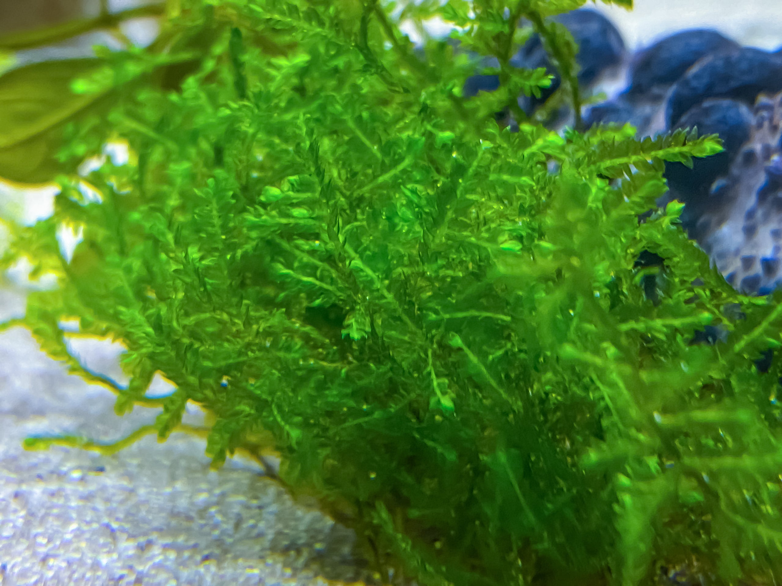 Vesicularia Ferriei - Weeping Moss | Fancy Fishes