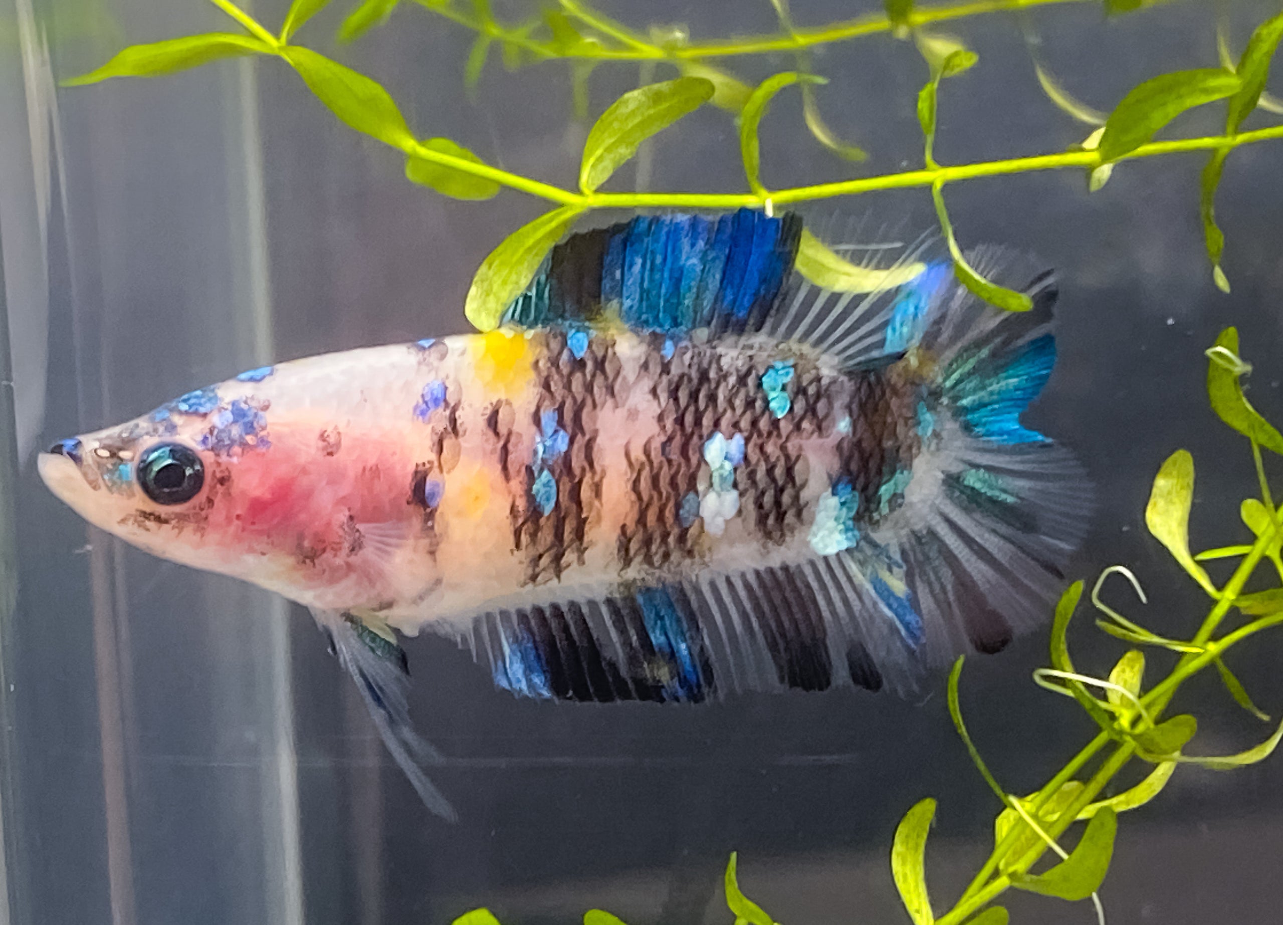 Fighting Fish Female Galaxy Double Tail | Fancy Fishes