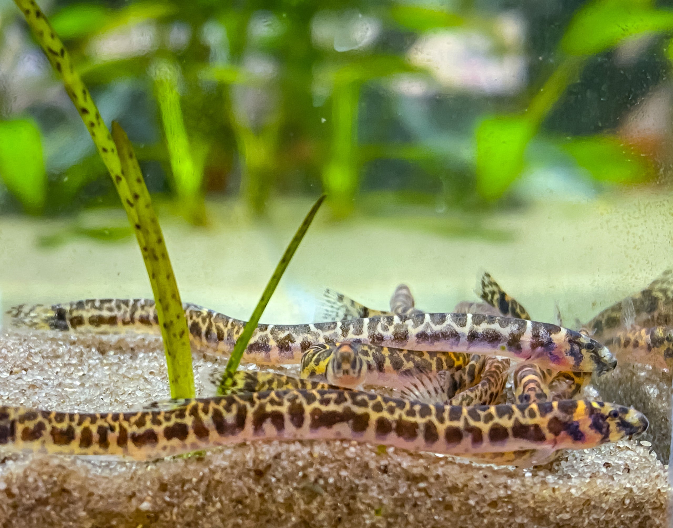 Leopard Kuhli Loach (Pangio Shelfordi) | Fancy Fishes