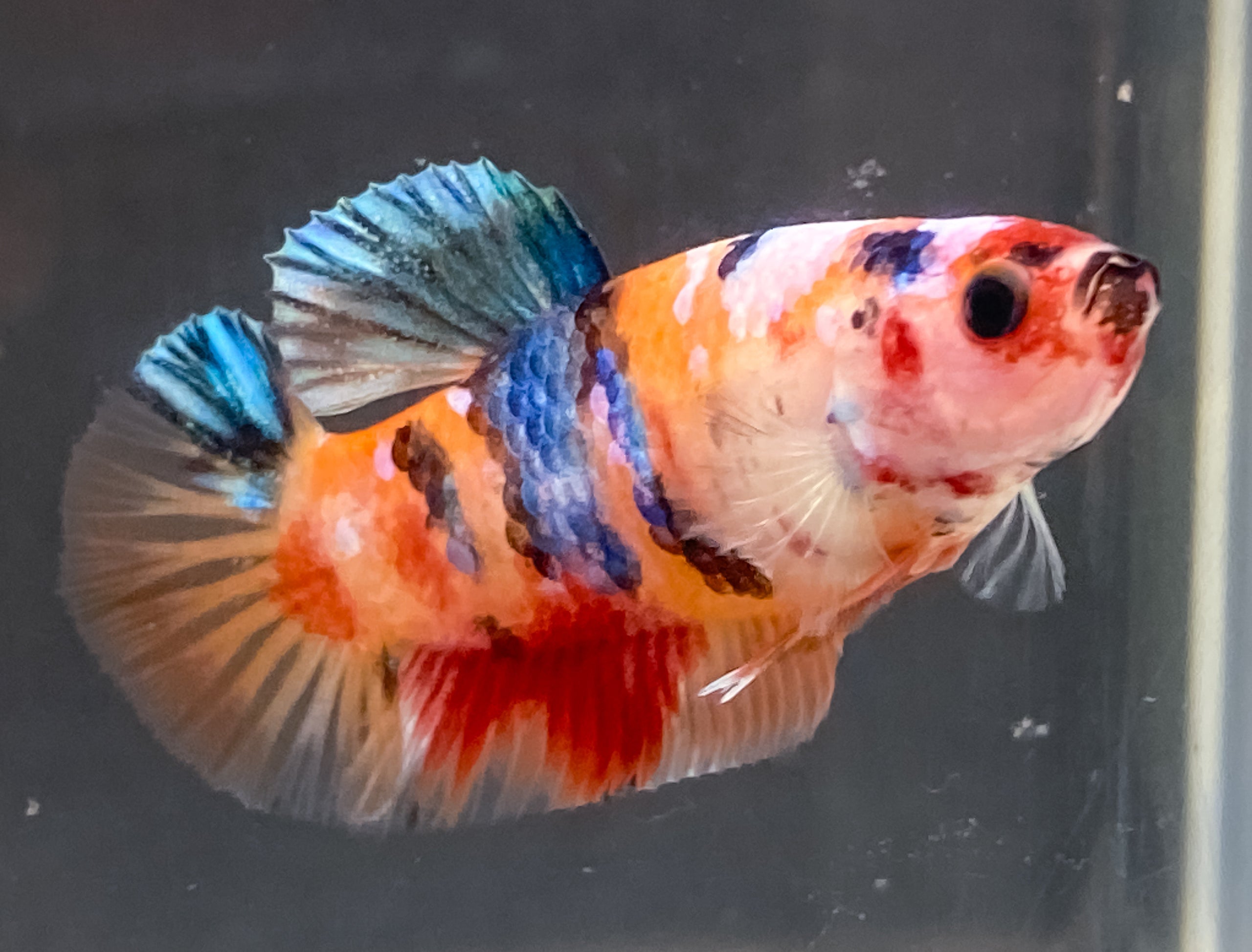 Nemo Galaxy Fighting Fish Betta Male | Fancy Fishes
