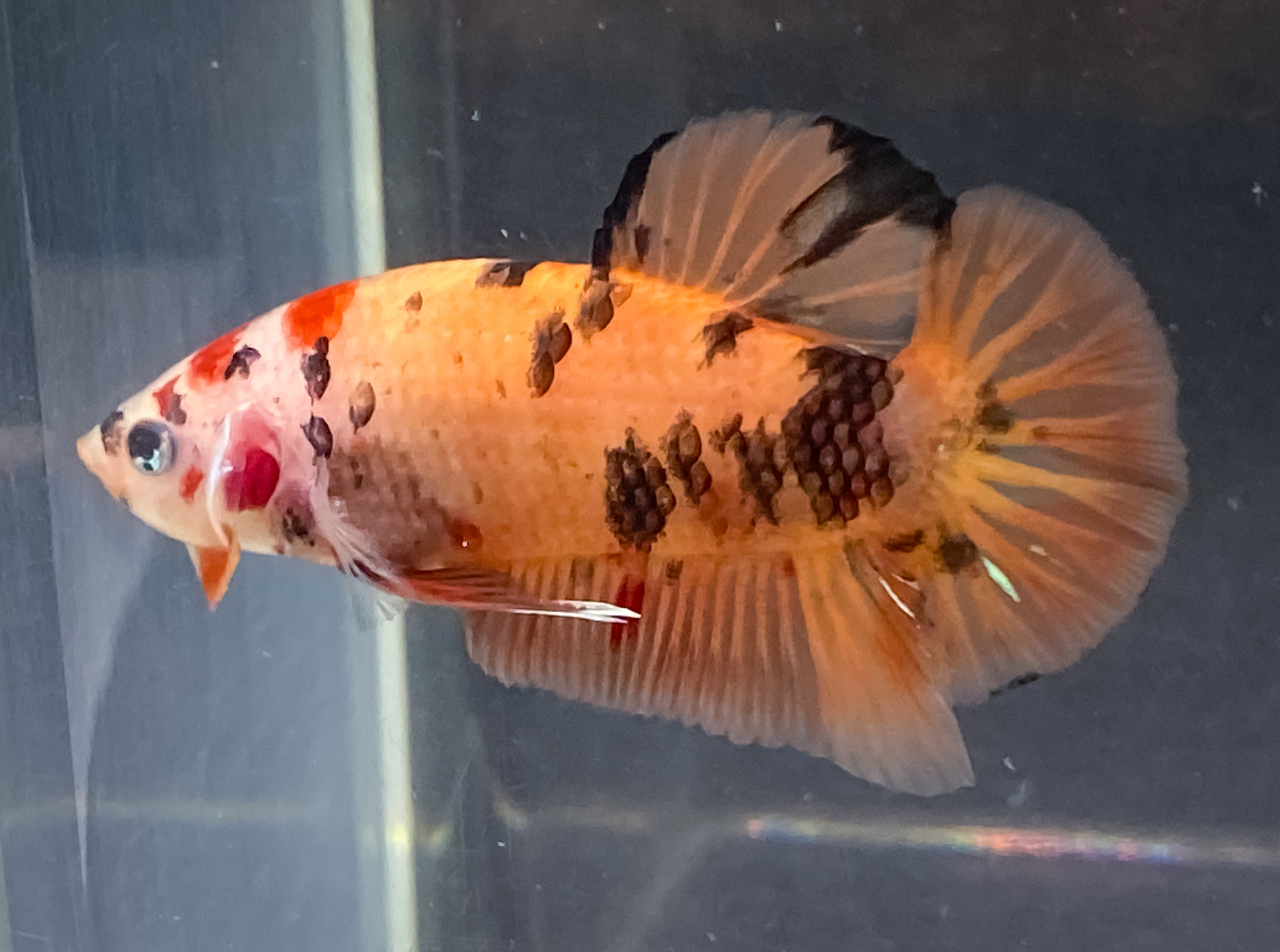 Nemo Betta Male Fighting Fish | Fancy Fishes