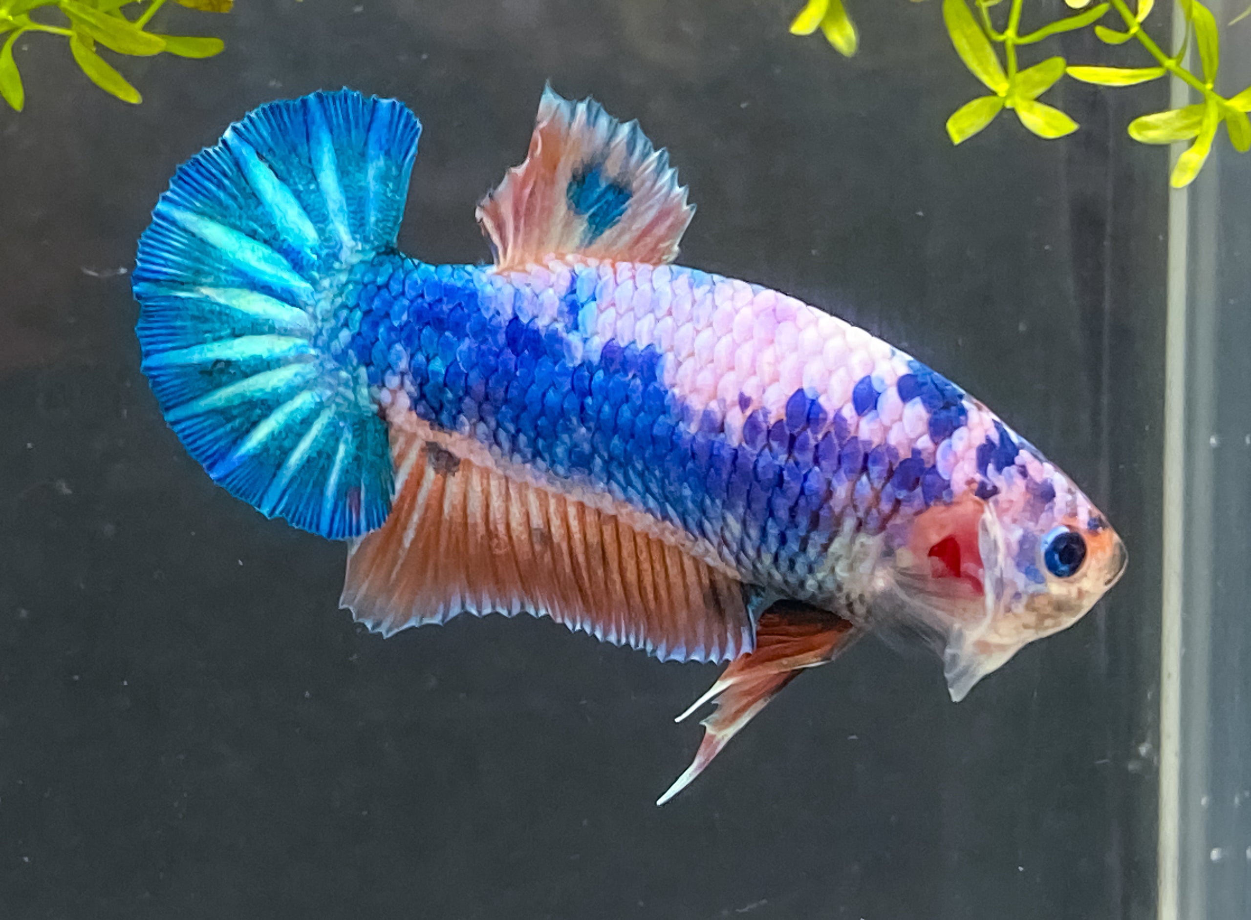 Fancy Blue Betta Male | Fancy Fishes