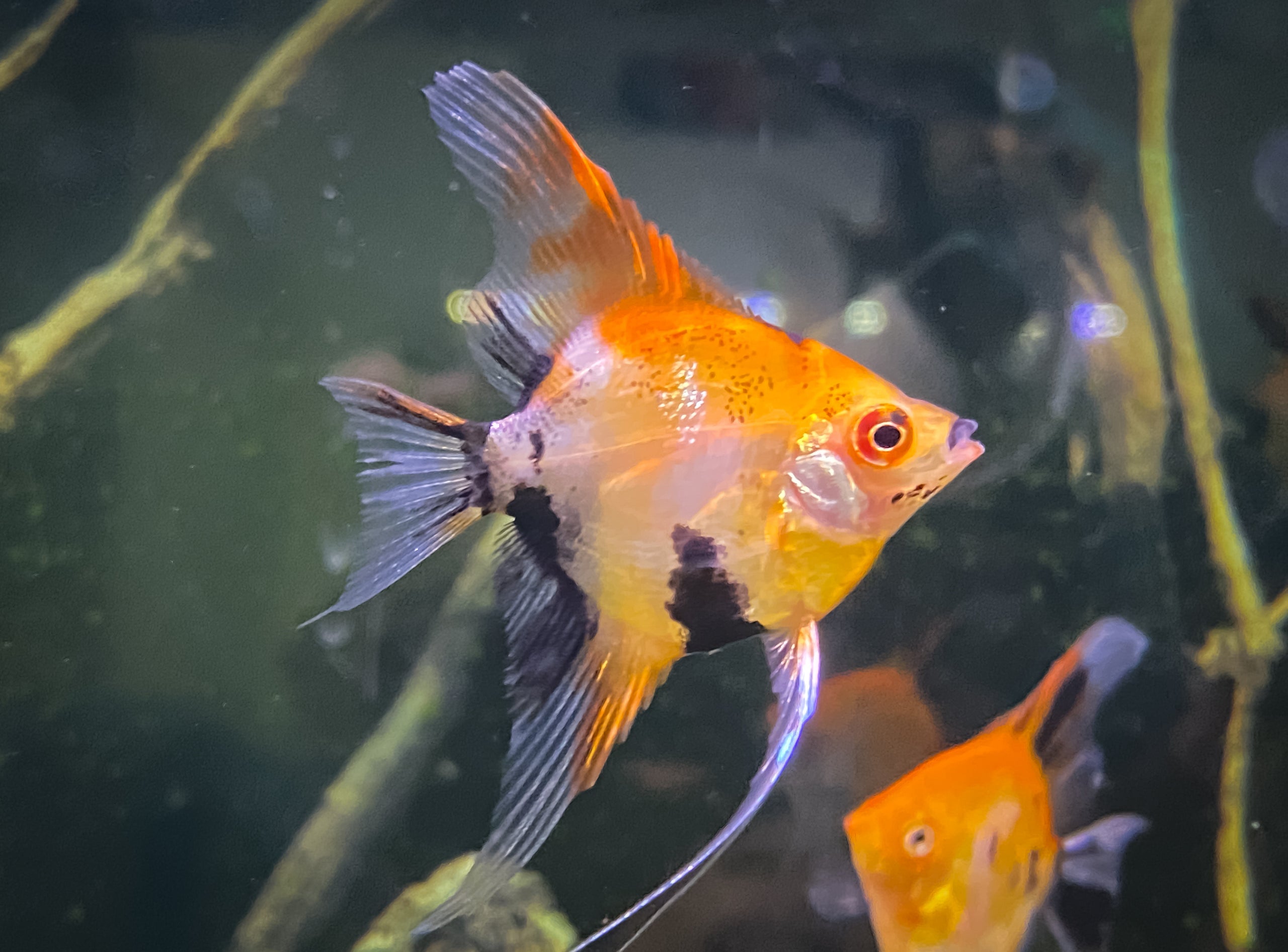 Red Devil Angelfish | Fancy Fishes