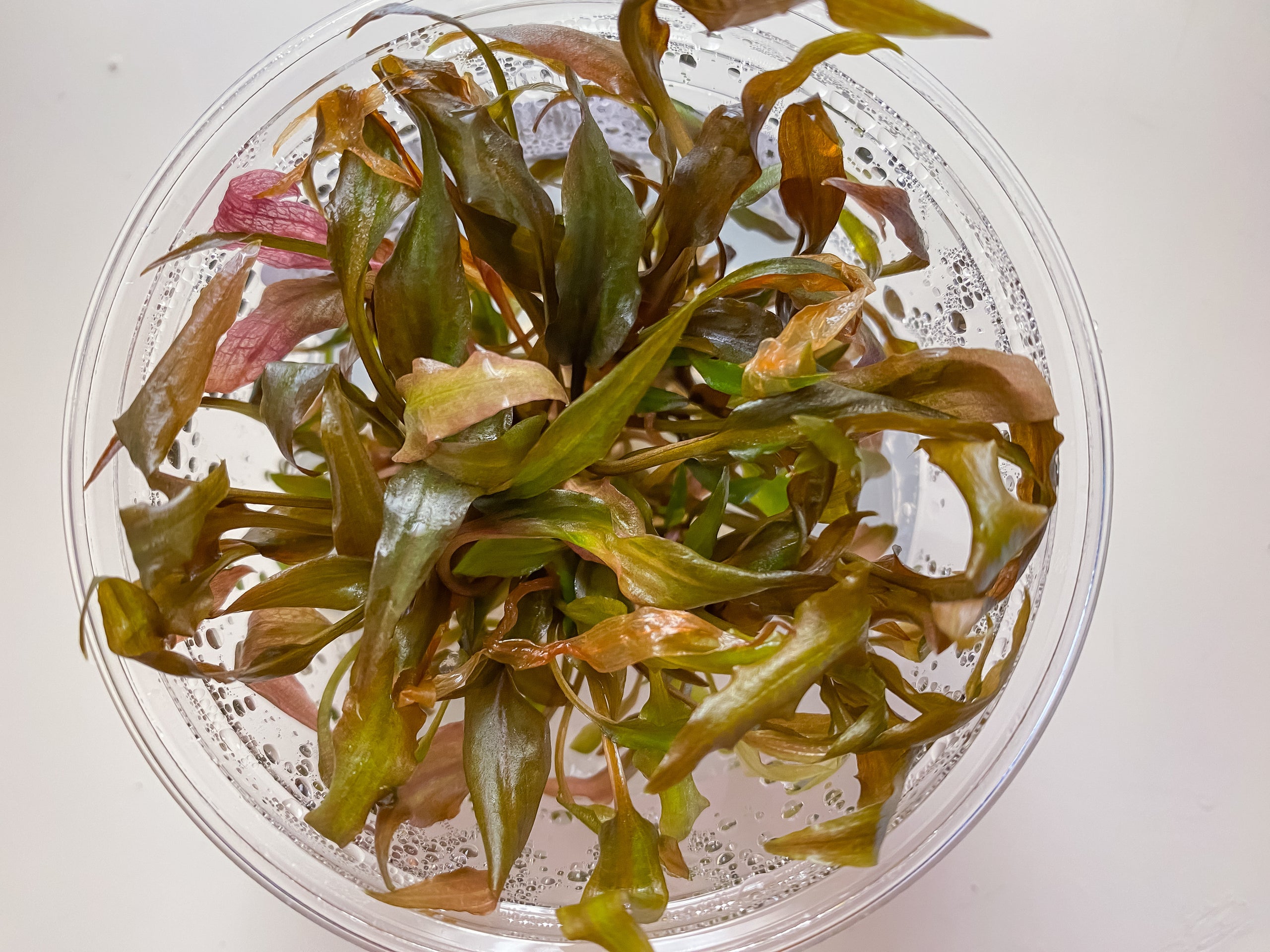 Cryptocoryne Wendtii (Mioya) Tissue Culture | Fancy Fishes