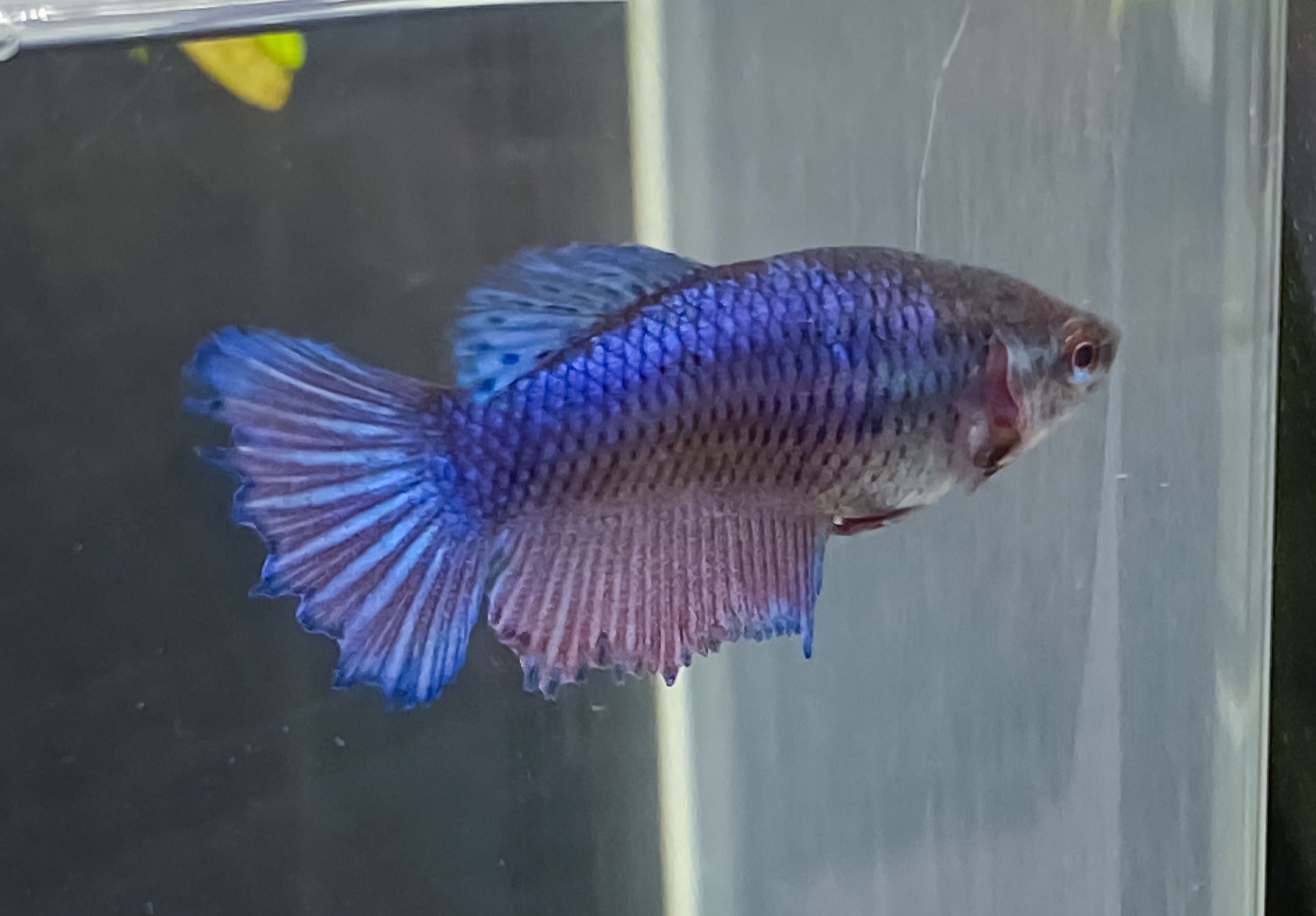 Blue Delta Tail Female | Fancy Fishes