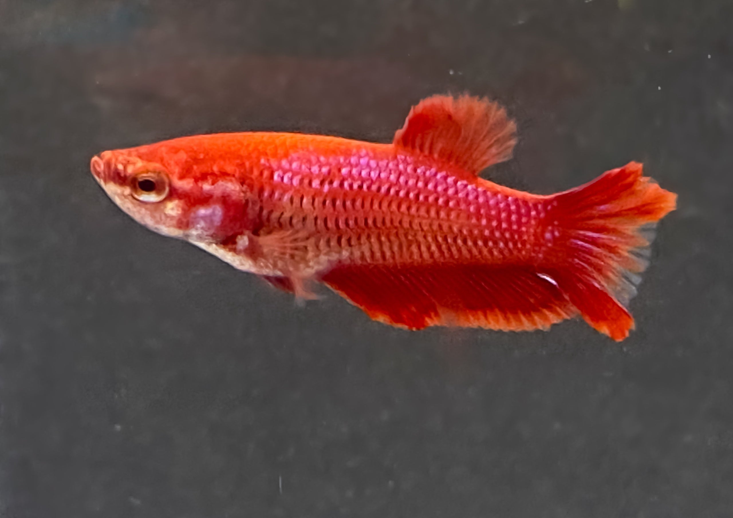 Red Delta Tail Female | Fancy Fishes