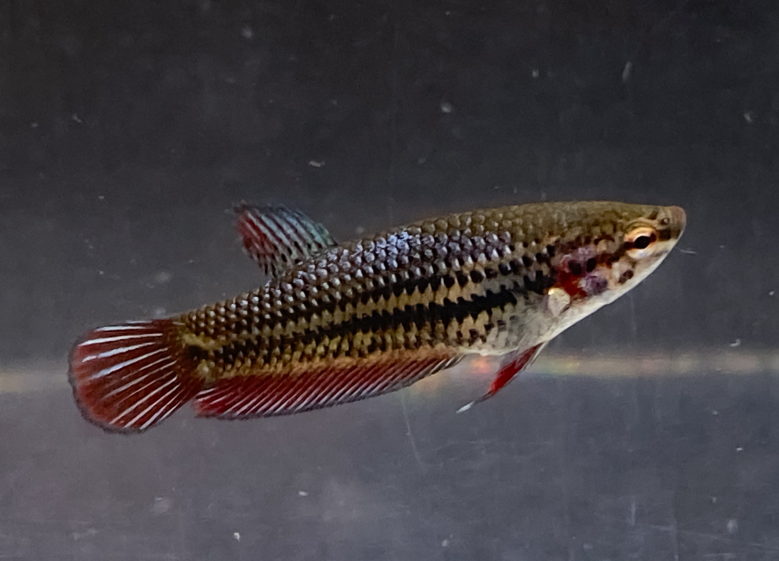 Red HMPK Female | Fancy Fishes