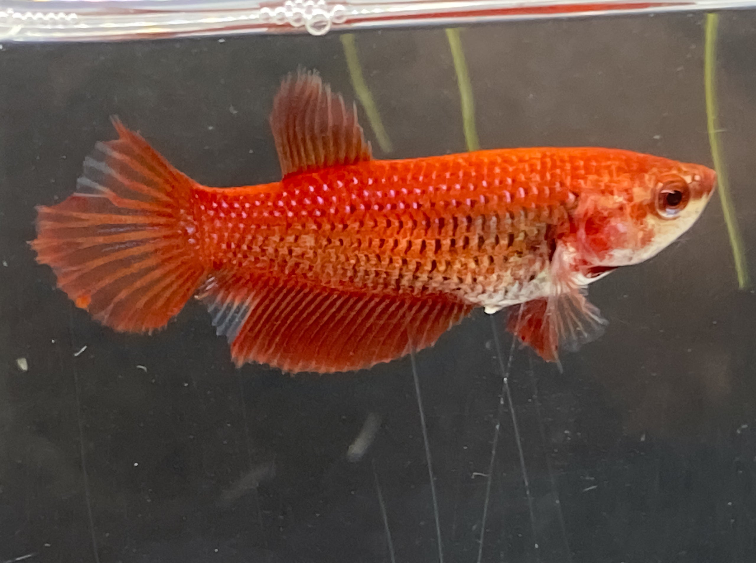 Red Delta Tail Female | Fancy Fishes